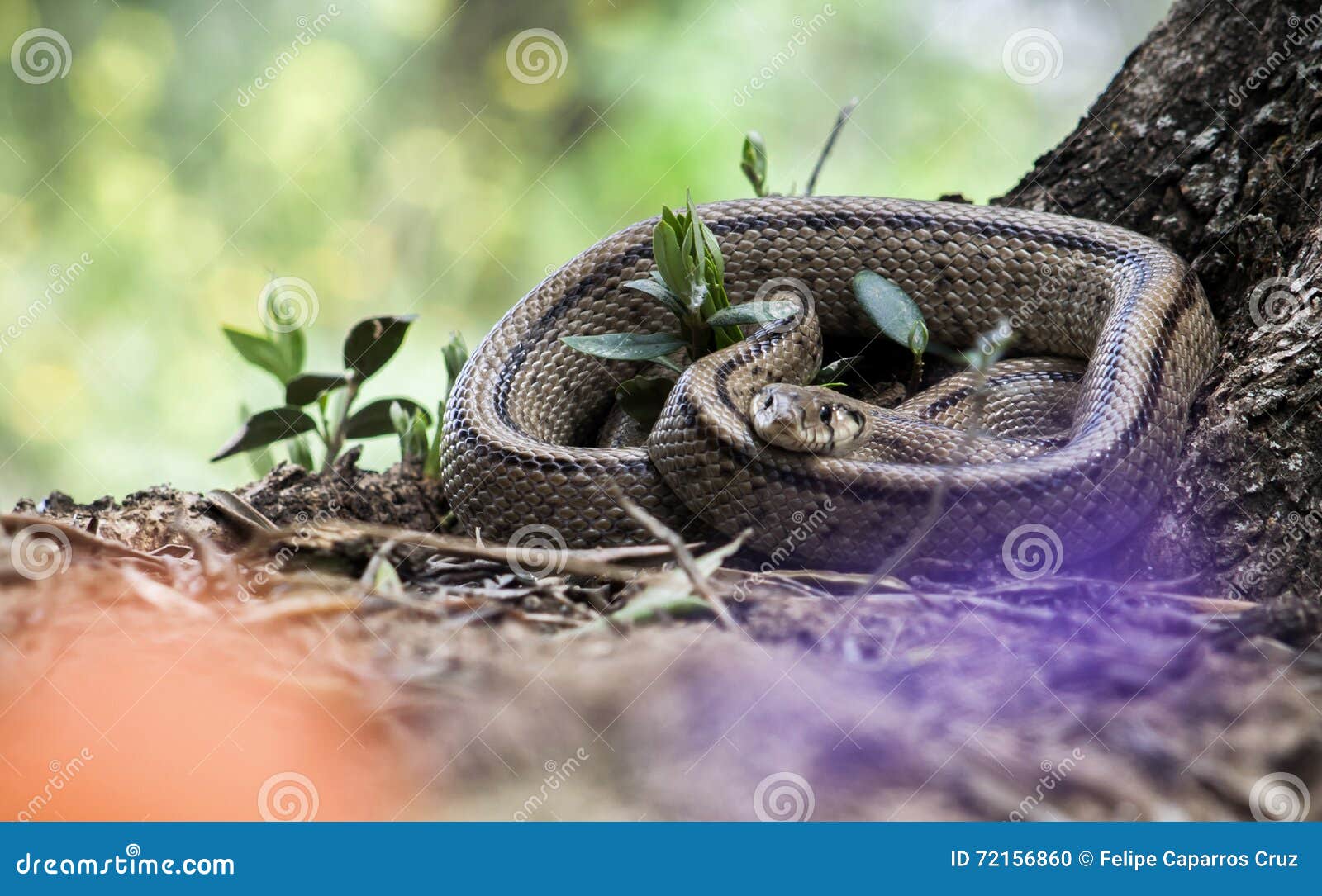The Snake Stairs Of The Pyramid Of Chichen Itza. Royalty-Free Stock ...