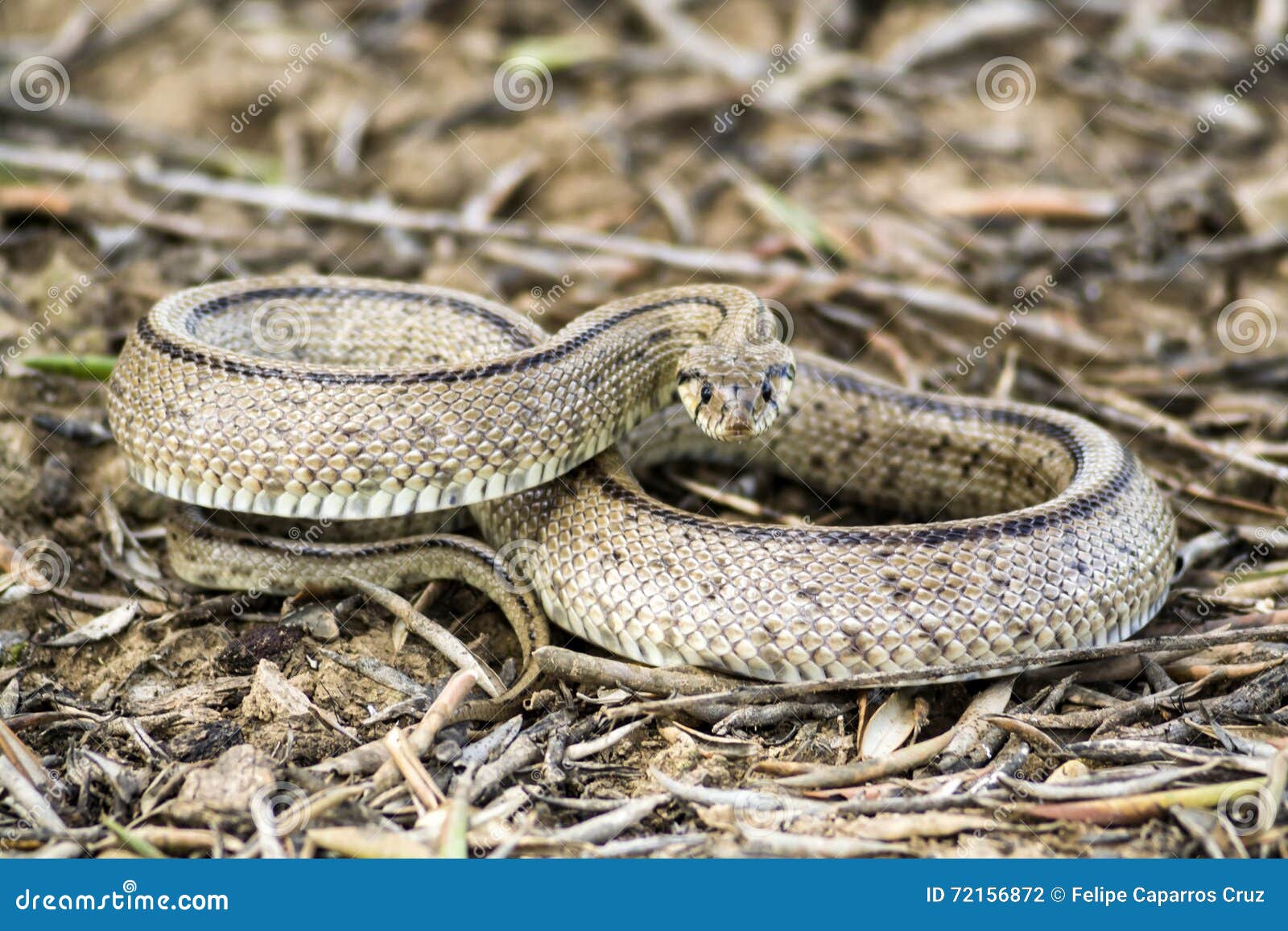 The Snake Stairs Of The Pyramid Of Chichen Itza. Royalty-Free Stock ...