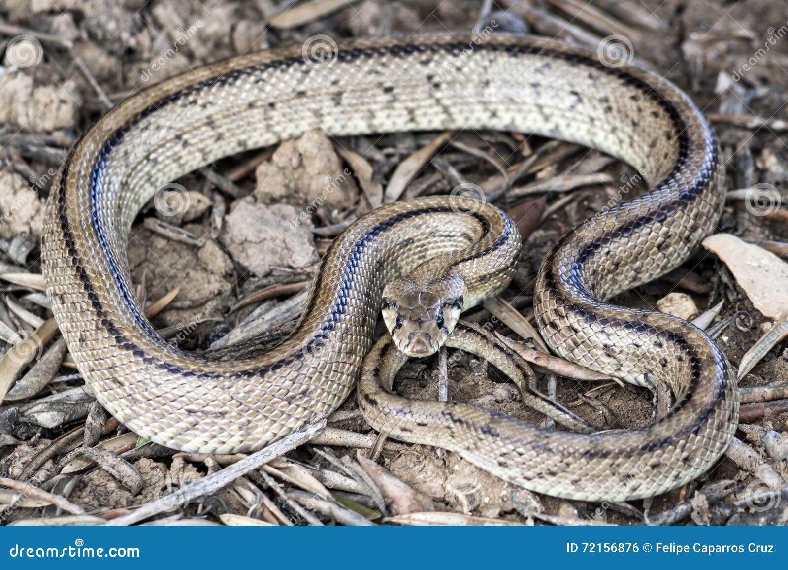 The Snake Stairs Of The Pyramid Of Chichen Itza. Royalty-Free Stock ...