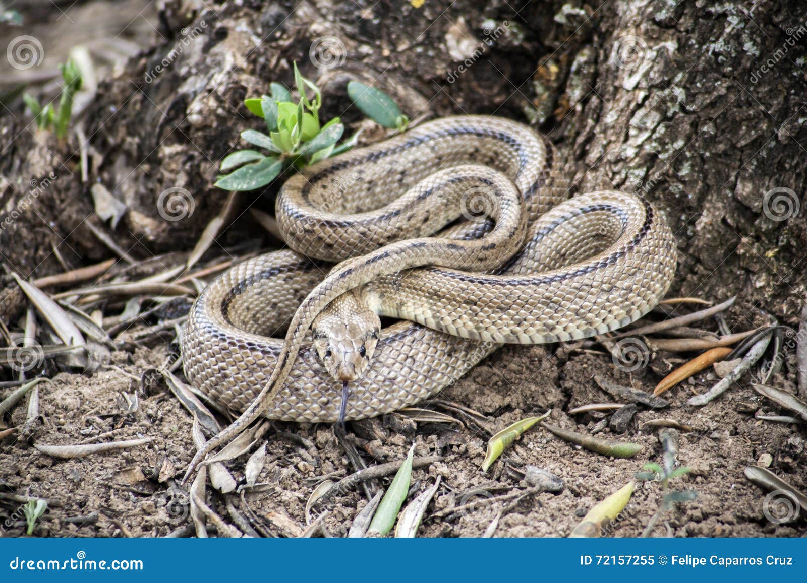 The Snake Stairs Of The Pyramid Of Chichen Itza. Royalty-Free Stock ...
