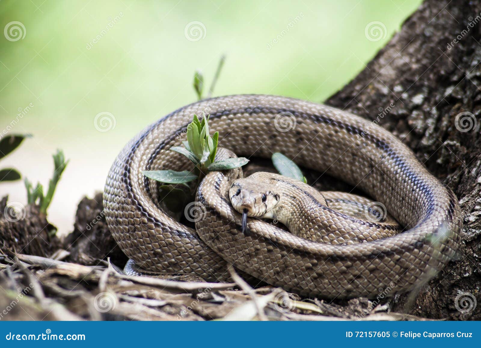 The Snake Stairs Of The Pyramid Of Chichen Itza. Royalty-Free Stock ...