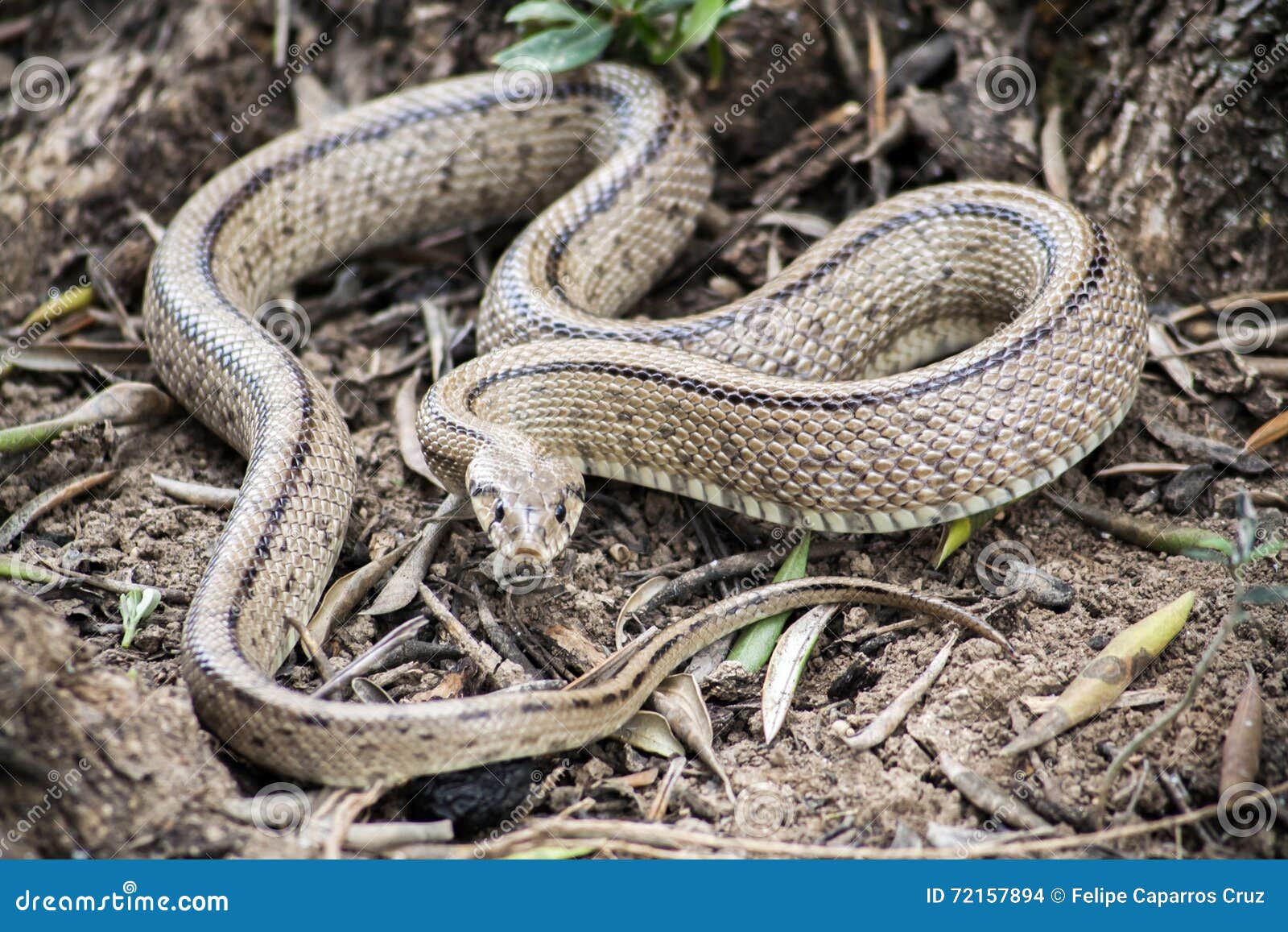 The Snake Stairs Of The Pyramid Of Chichen Itza. Royalty-Free Stock ...