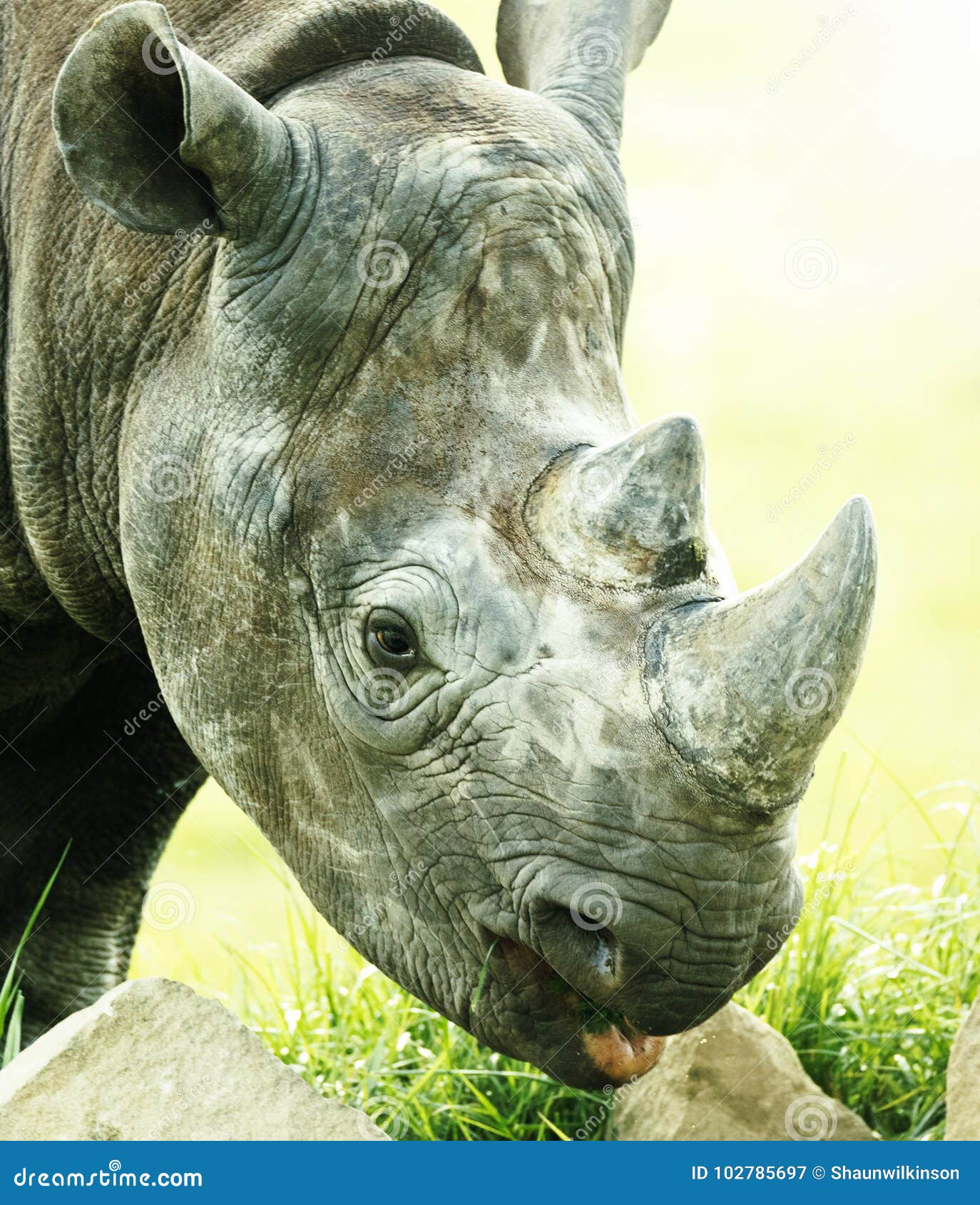 Rhino imagen de archivo. Imagen de fauna, cubo, claxon - 102785697