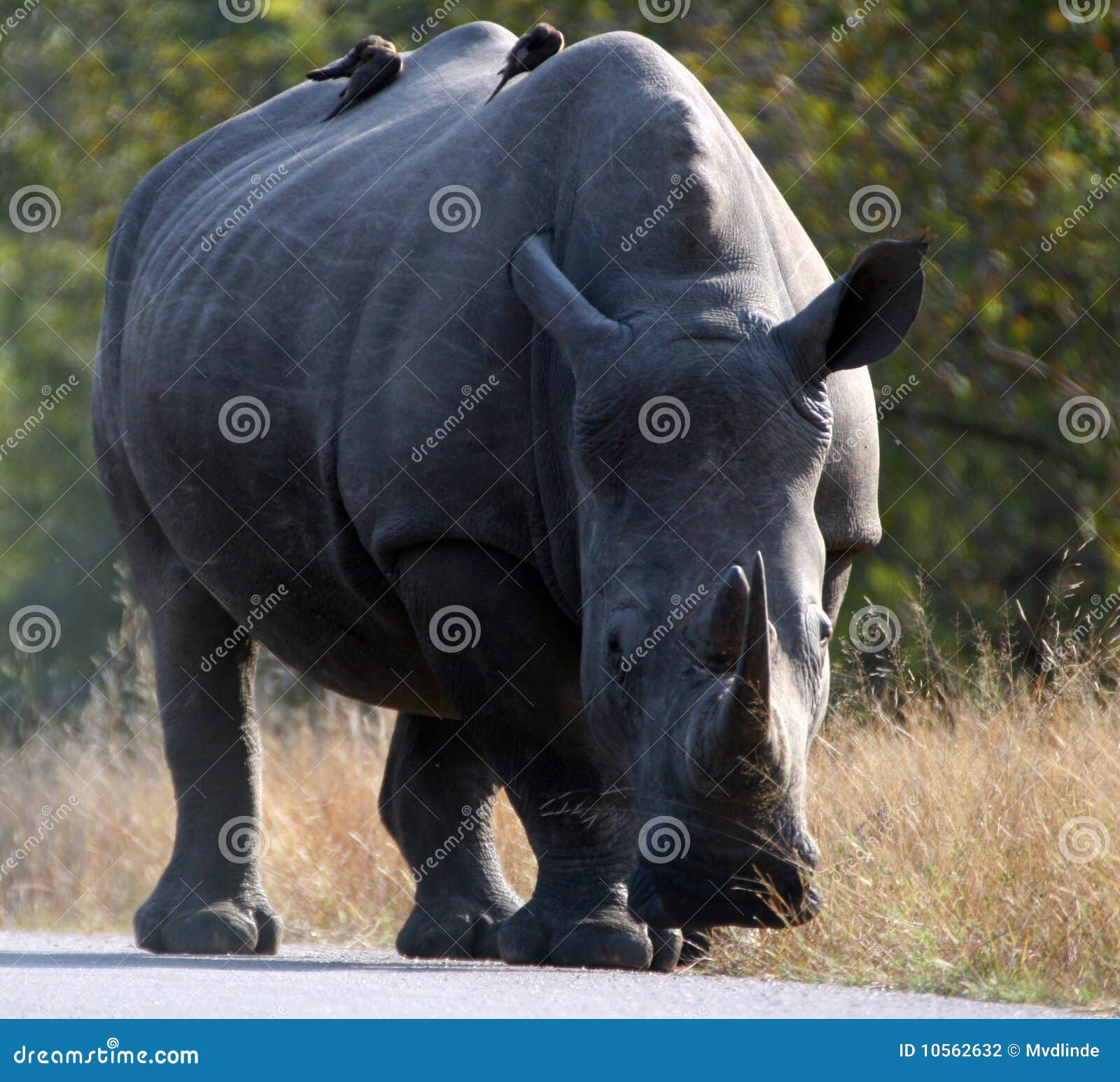 Rhino stock photo. Image of legs, expedition, africa - 10562632