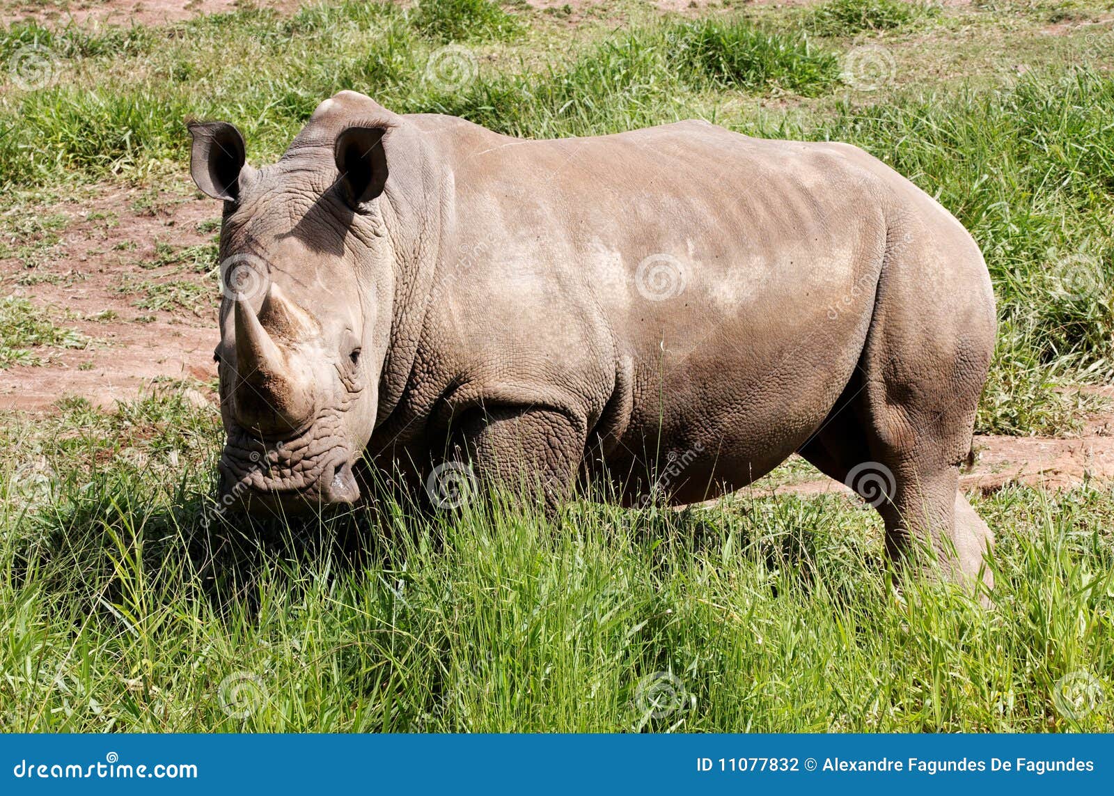 Rhino stock photo. Image of brazil, long, couple, small - 11077832
