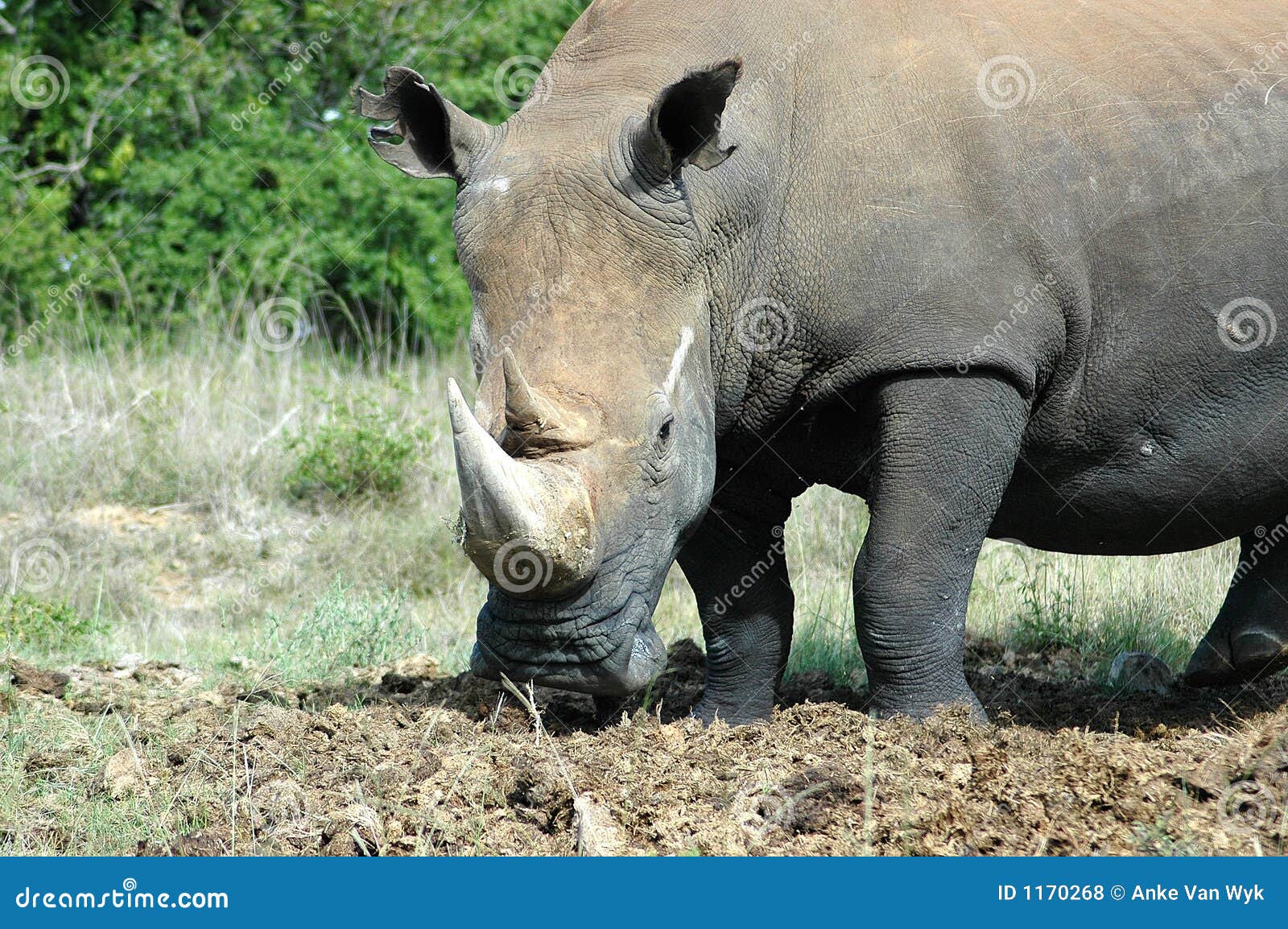 Rhino stock photo. Image of grey, grazing, black, bush - 1170268