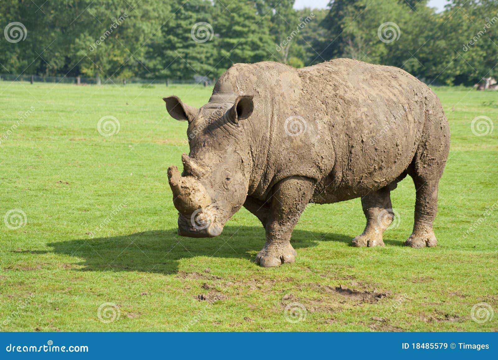 Rhino stock image. Image of heavy, power, strength, outside - 18485579