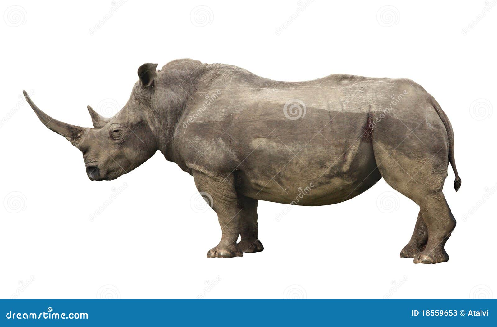 Rhino stock image. Image of lipped, reserve, mammal, gray - 18559653