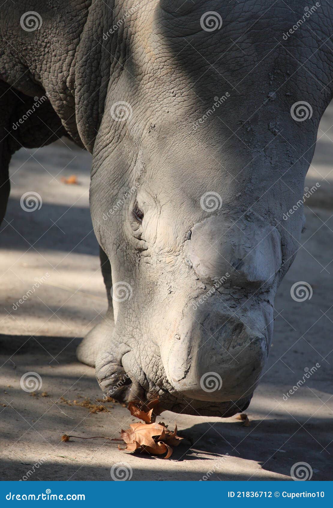 Rhino stock photo. Image of rhino, rhinoceros, macro - 21836712