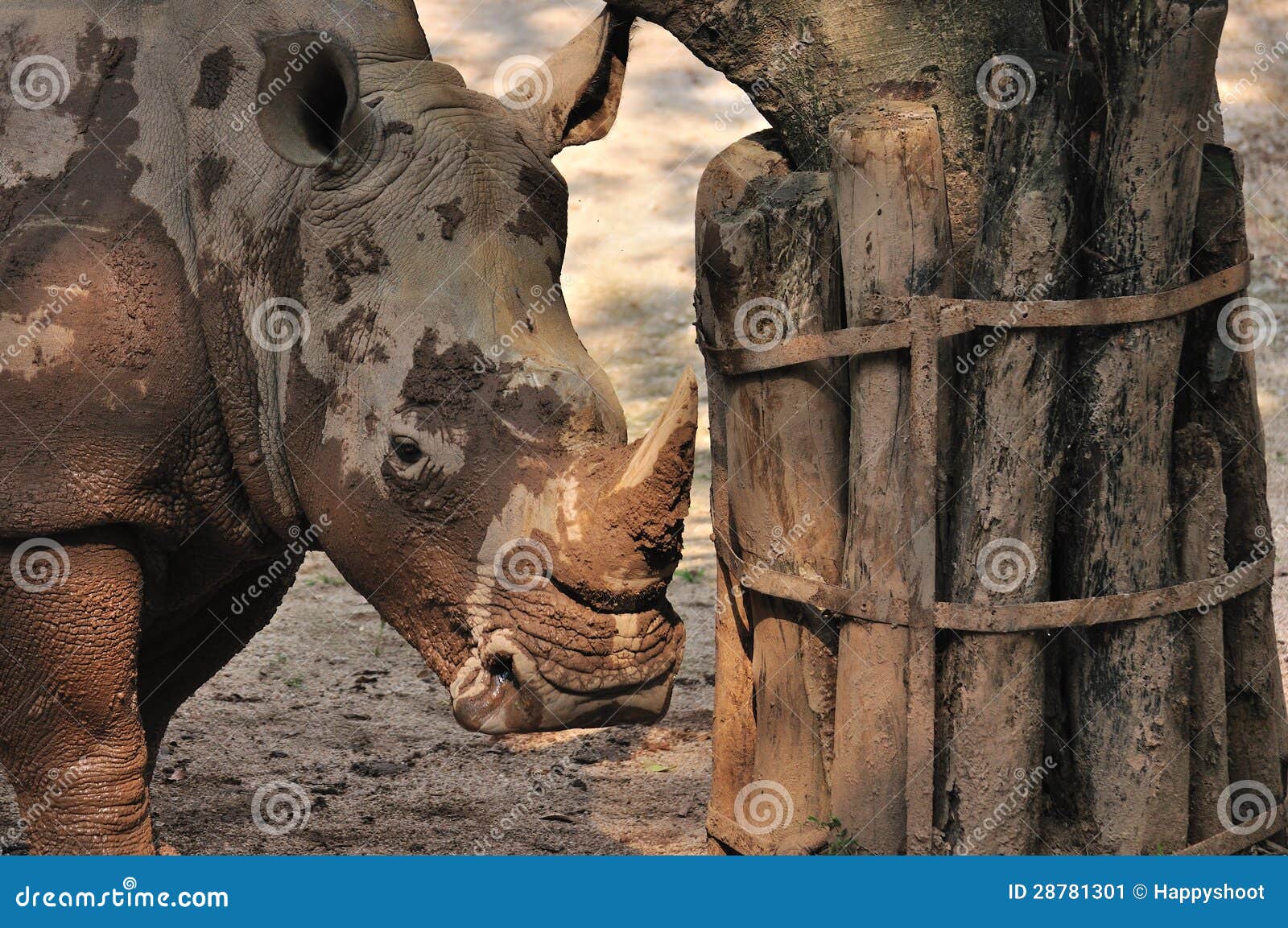 Rhino stock image. Image of wildlife, animal, mammal - 28781301