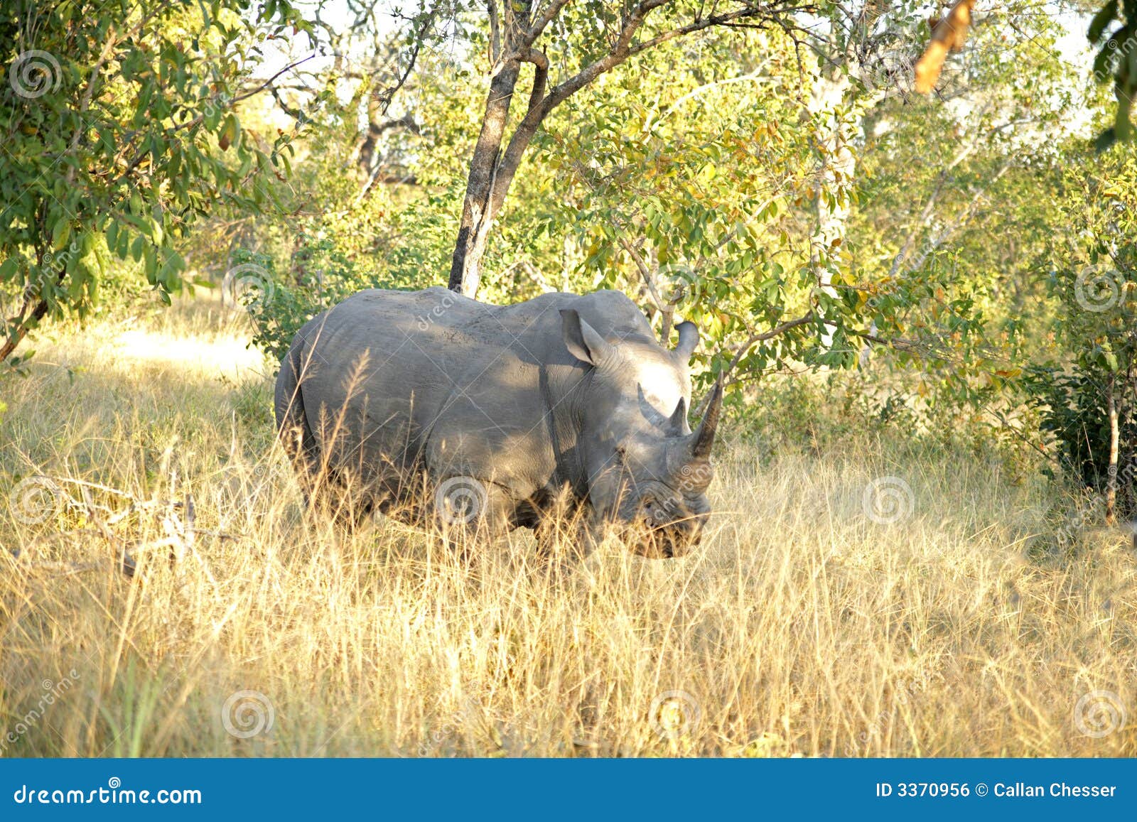 Rhino! stock photo. Image of sharp, bull, strength, solitary - 3370956