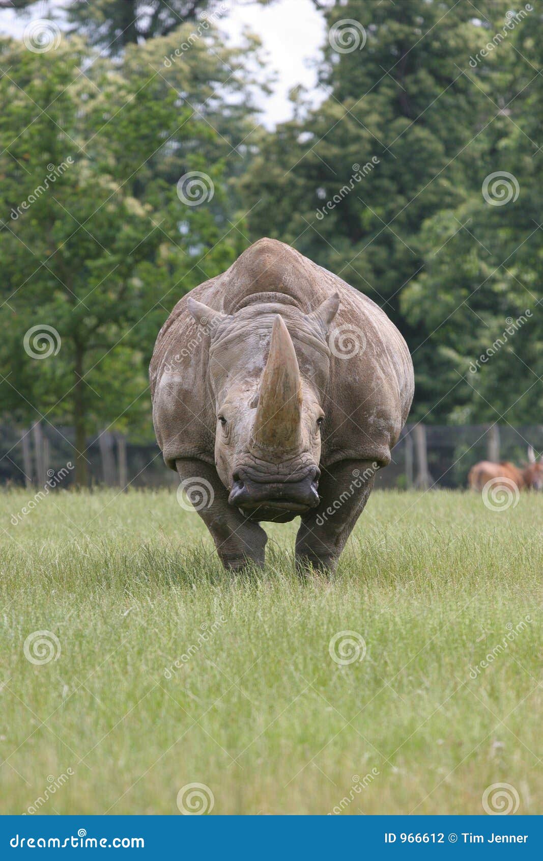 Rhino stock photo. Image of grazing, wild, mammal, animal - 966612