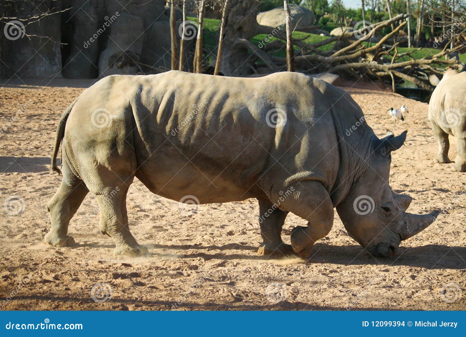 Rhino at African safari stock photo. Image of wild, park - 12099394