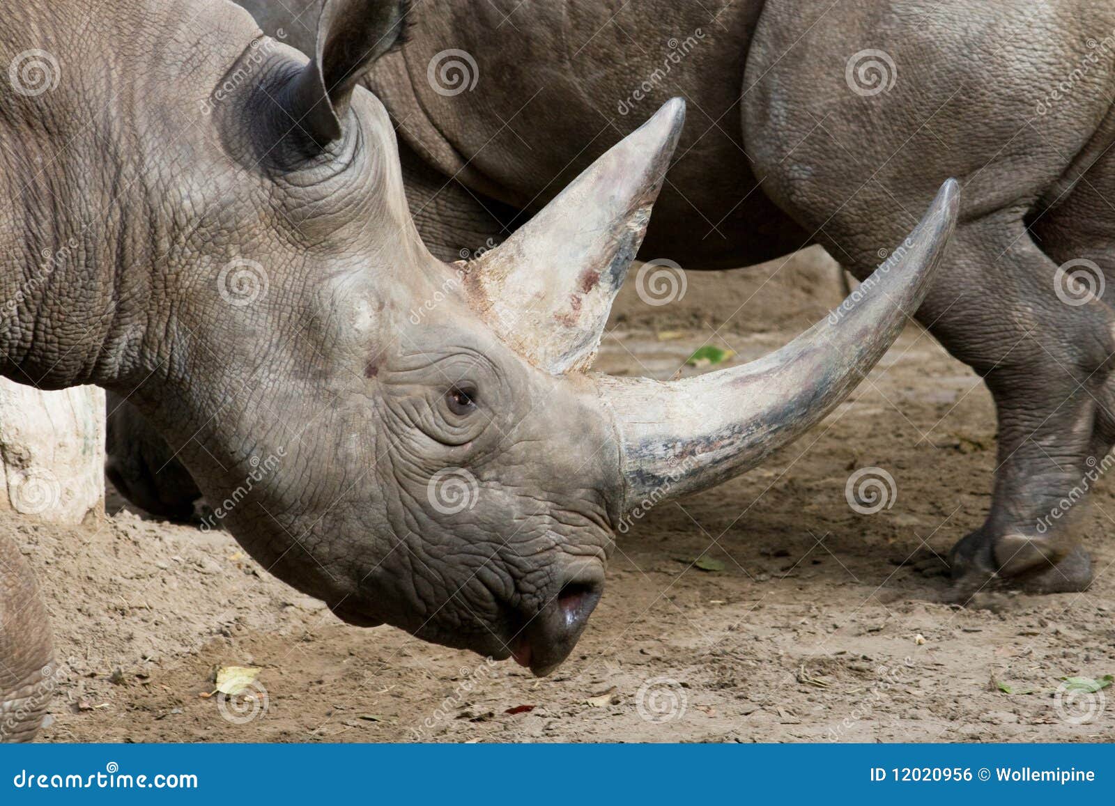Rhino attack rhinoceros stock photo. Image of pierce - 12020956