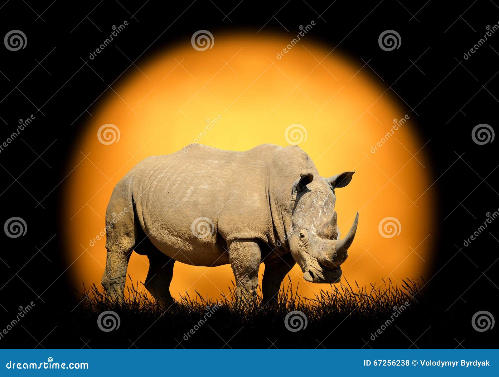 Rhino on the Background of Sunset Stock Photo - Image of black, large ...
