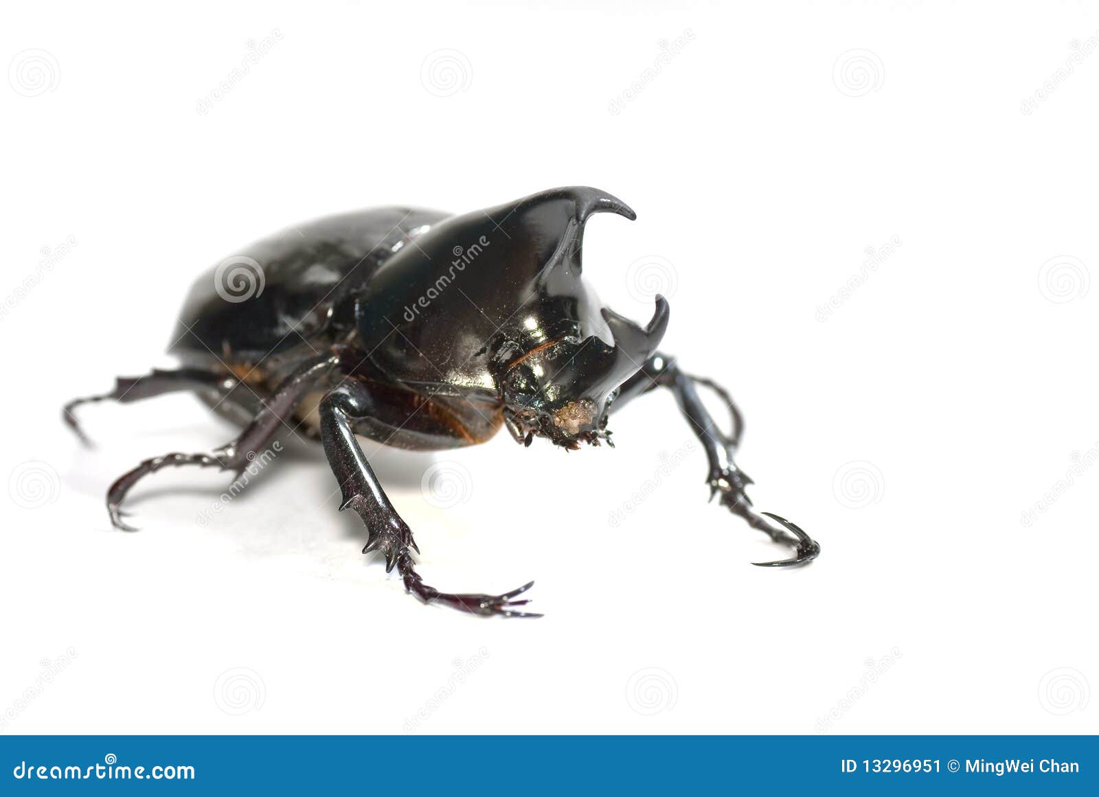 Rhino Beetle Royalty-Free Stock Photo | CartoonDealer.com #13296951