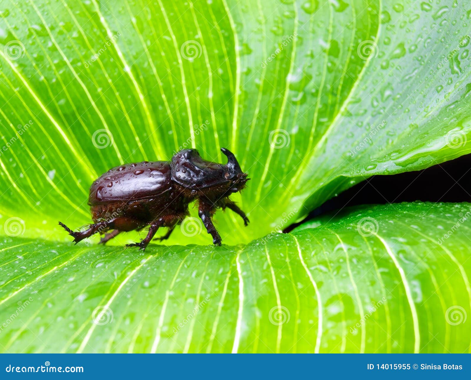 Rhino beetle stock image. Image of macro, insect, dark - 14015955