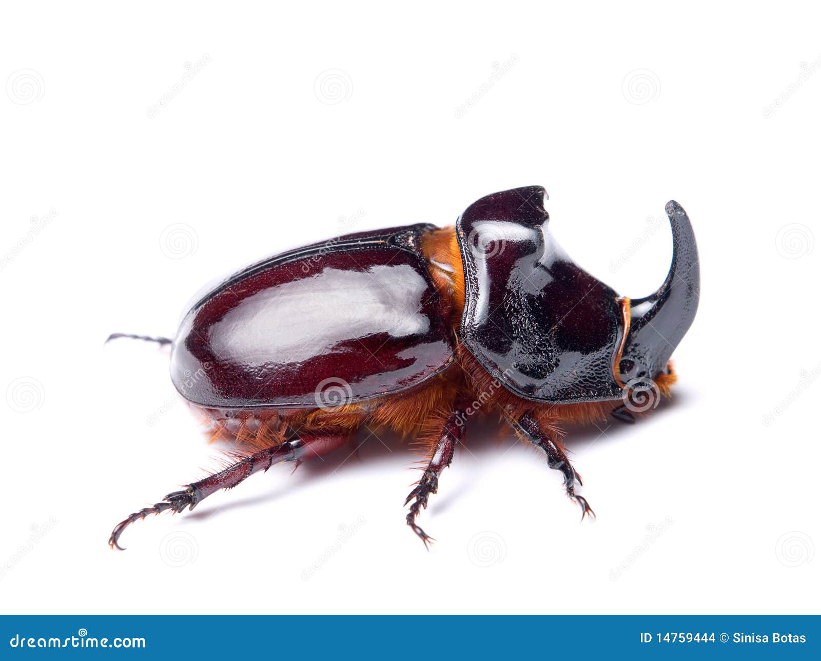 Rhino beetle stock photo. Image of shiny, biology, scarabaeidae - 14759444
