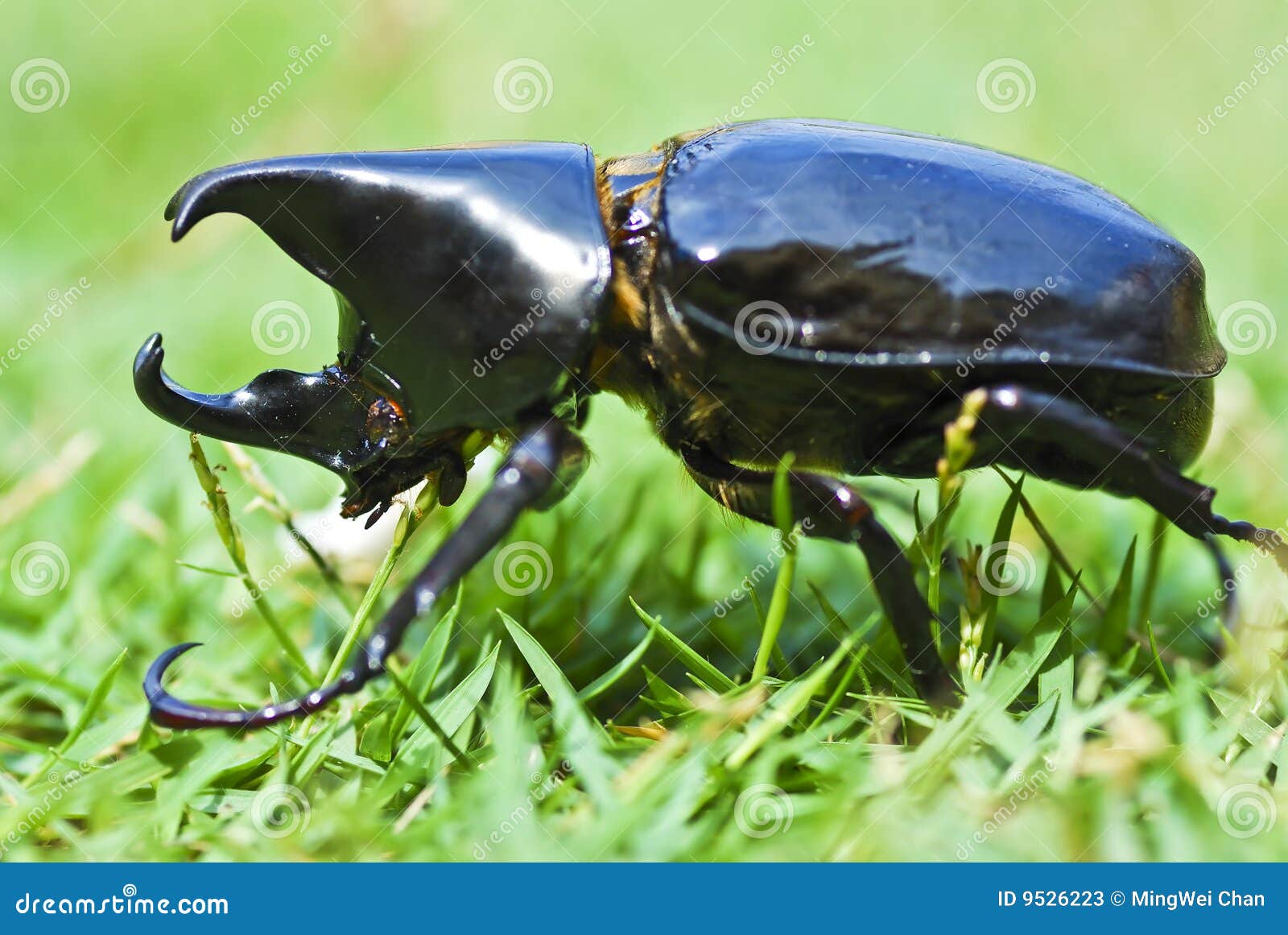 Rhino Beetle On A Log Stock Image | CartoonDealer.com #98022355