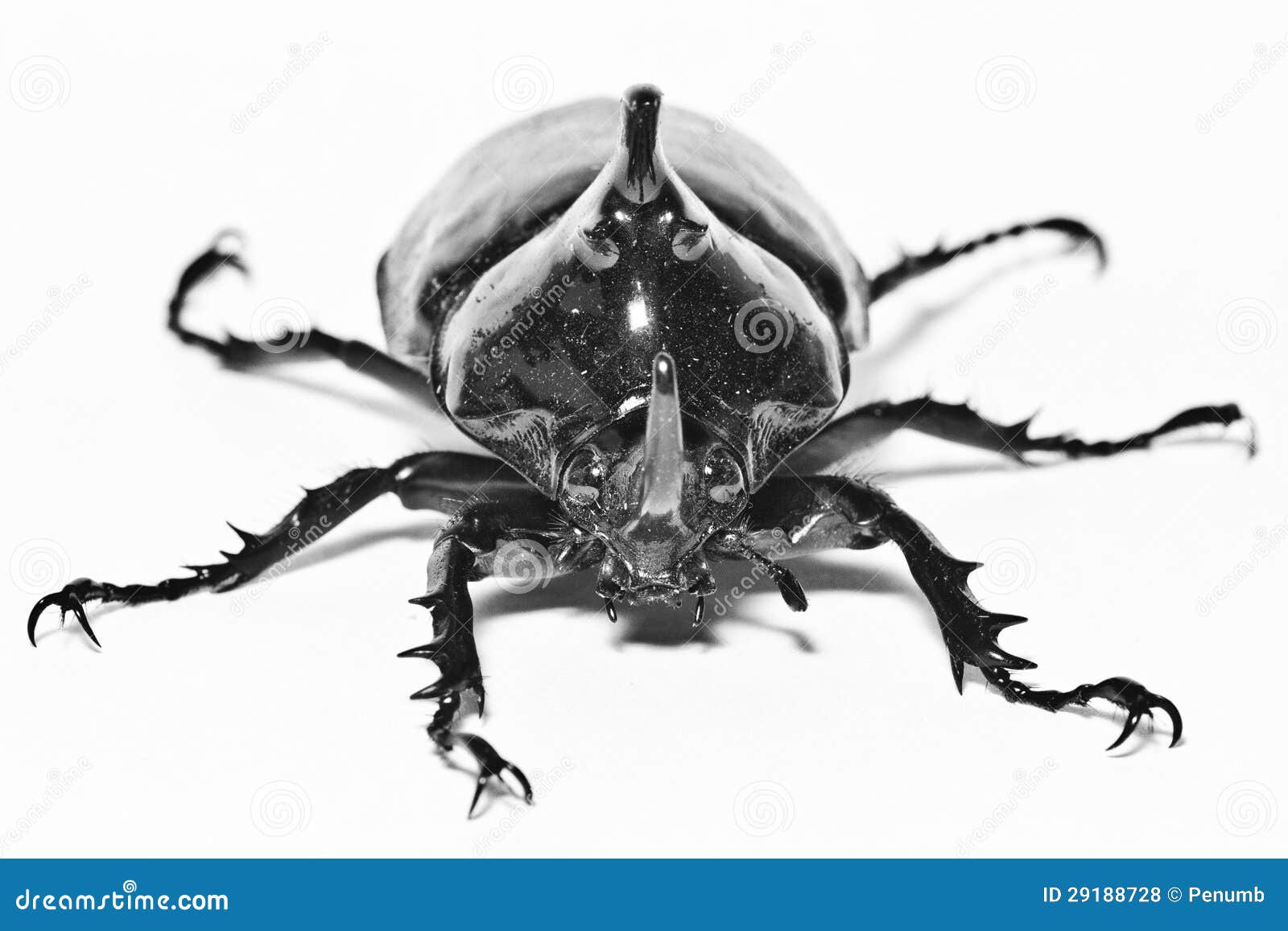 Rhino Beetle B&W stock photo. Image of equatorial - 29188728