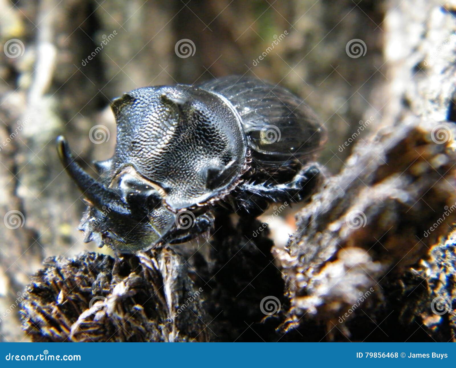Rhino beetle stock photo. Image of texture, face, branch - 79856468