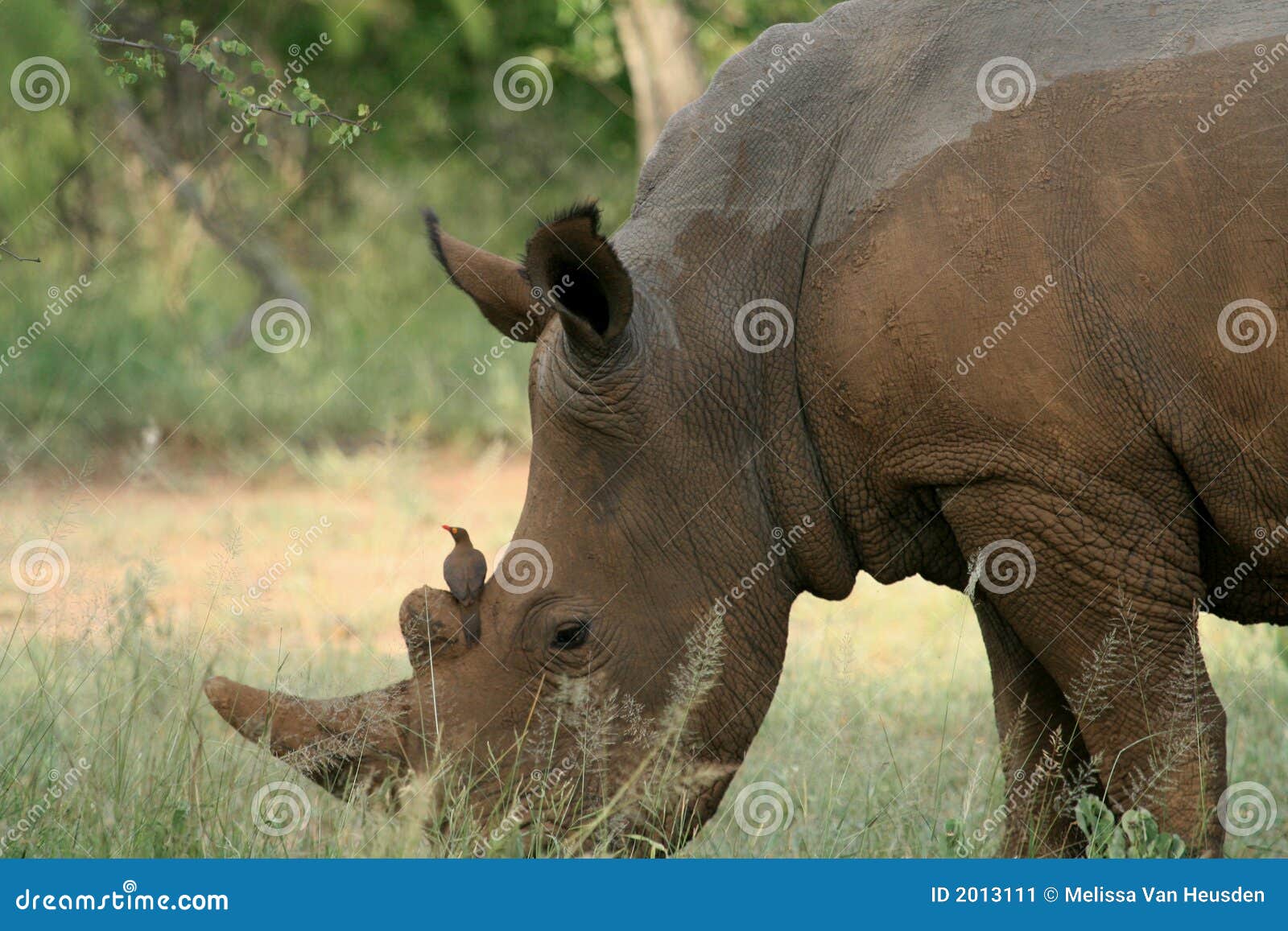 Rhino and Bird stock image. Image of bird, nature, rhino - 2013111