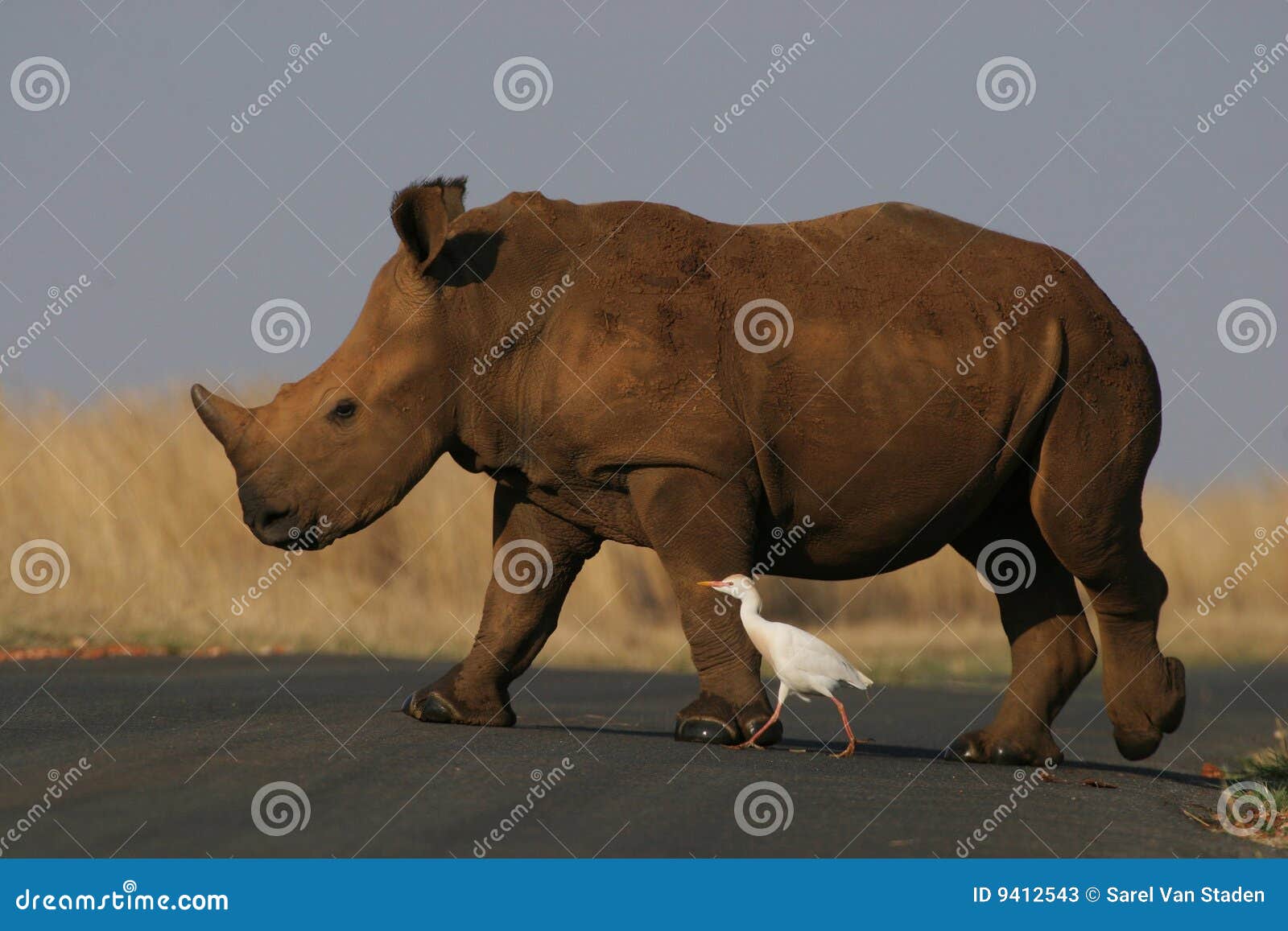 Rhino and bird stock image. Image of fauna, beauty, mammal - 9412543