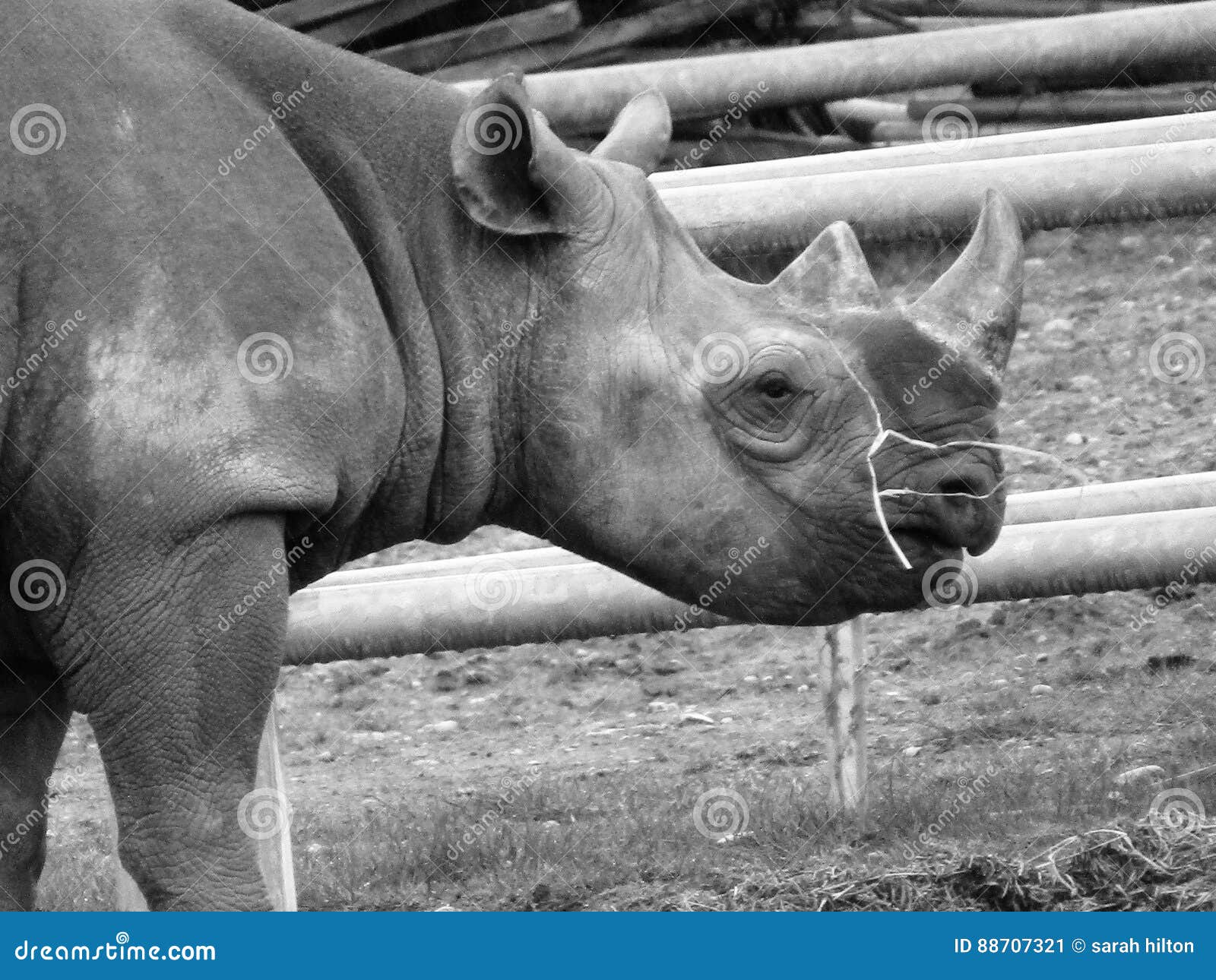 Rhino stock image. Image of wild, black, playing, rhino - 88707321