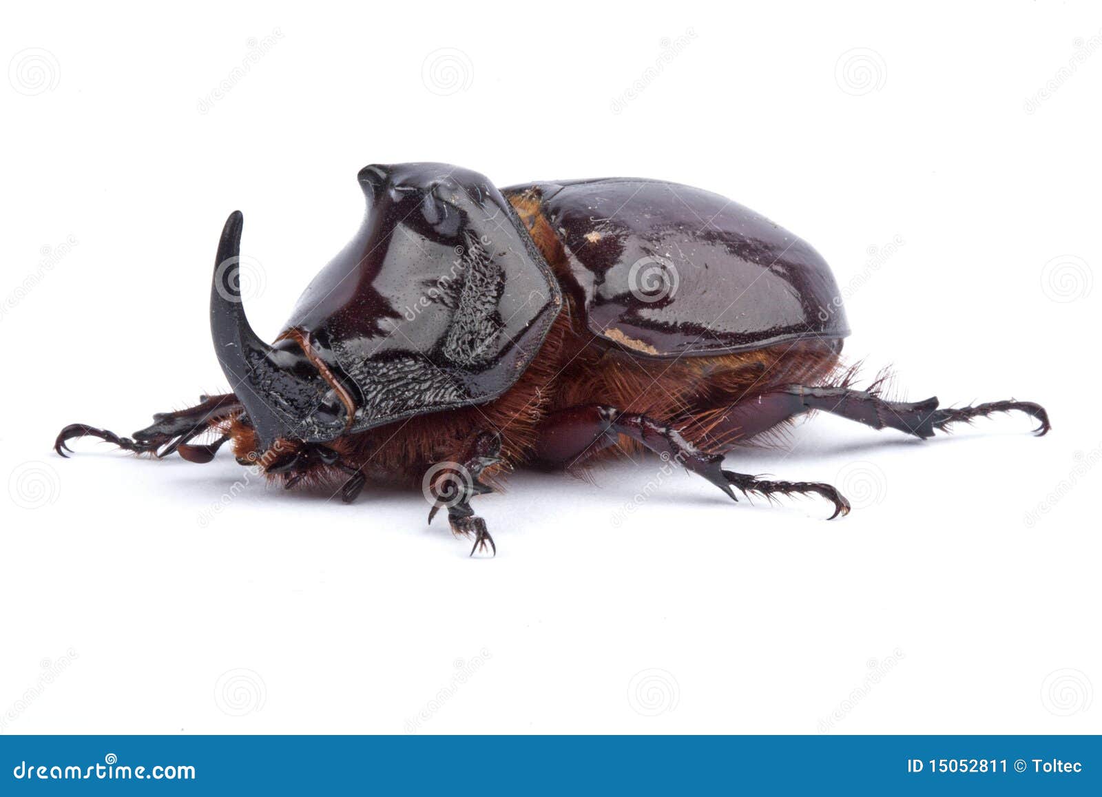 308 Bug Fighter Photos - Free & Royalty-Free Stock Photos from Dreamstime