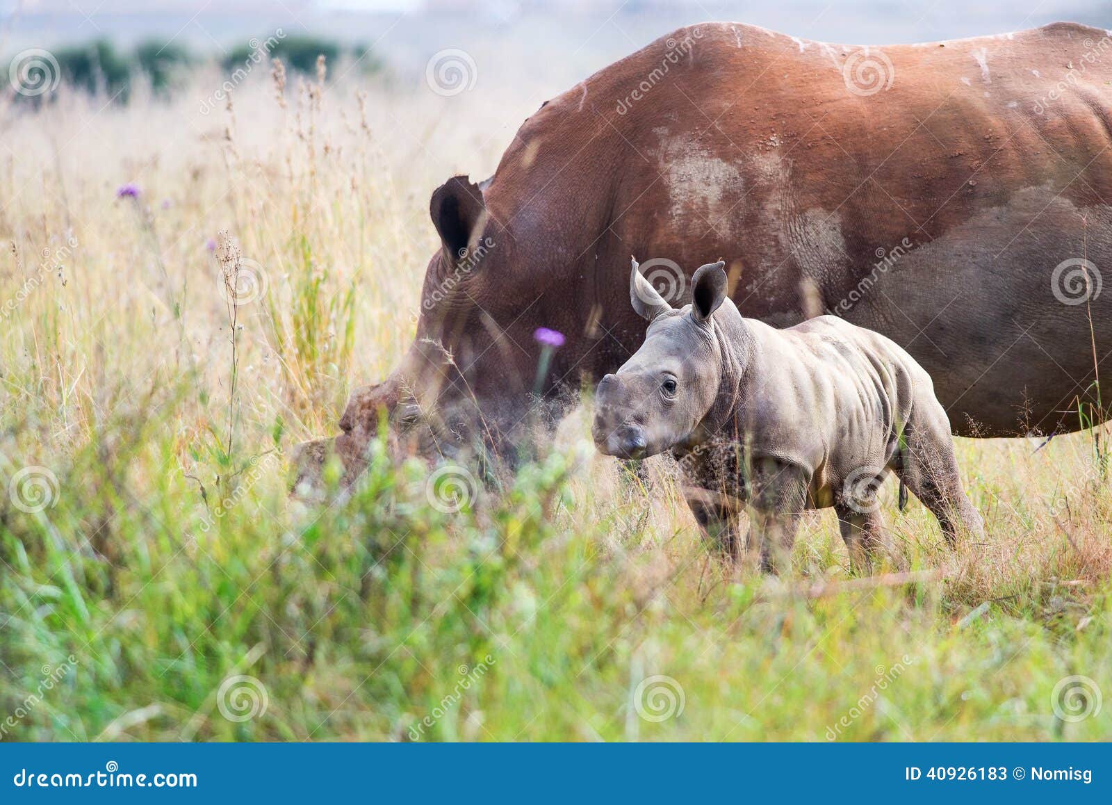 Small Rhino Without Horn. Rhinoceros In Zoo Enclosure. Endangered ...