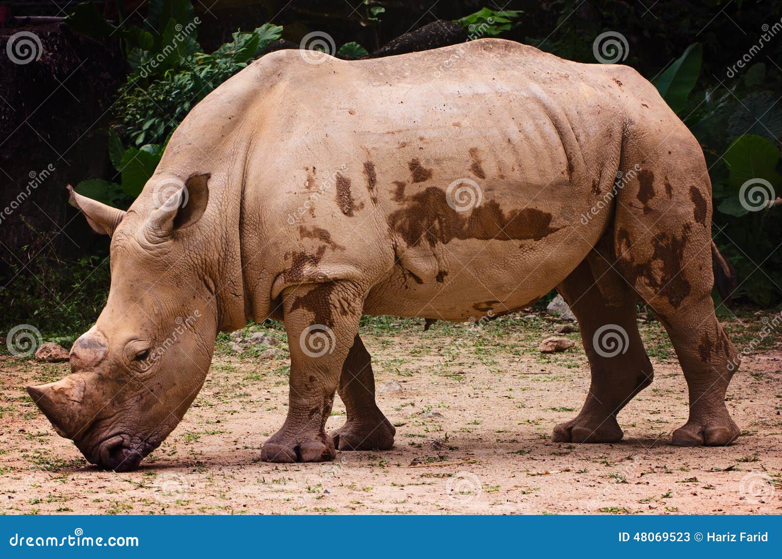 Rhino chilling stock image. Image of horn, cute, negara - 48069523