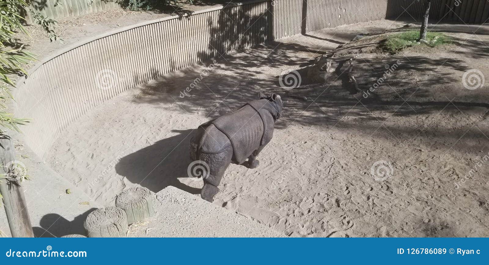 Rhino City stock image. Image of rhino, moments, share - 126786089