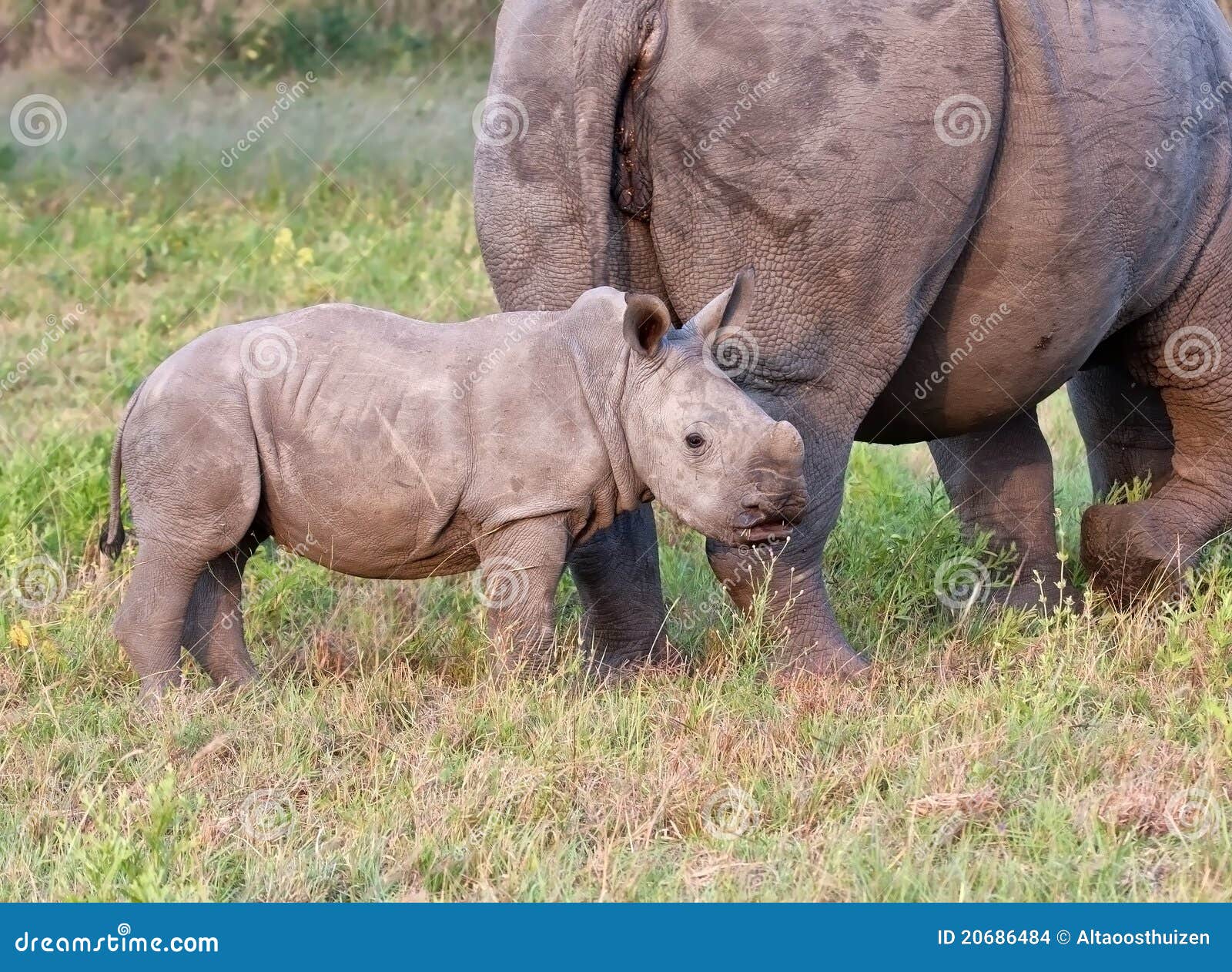 Rhino Cow and Calf in Nature Stock Photo - Image of huge, mammal: 20686484