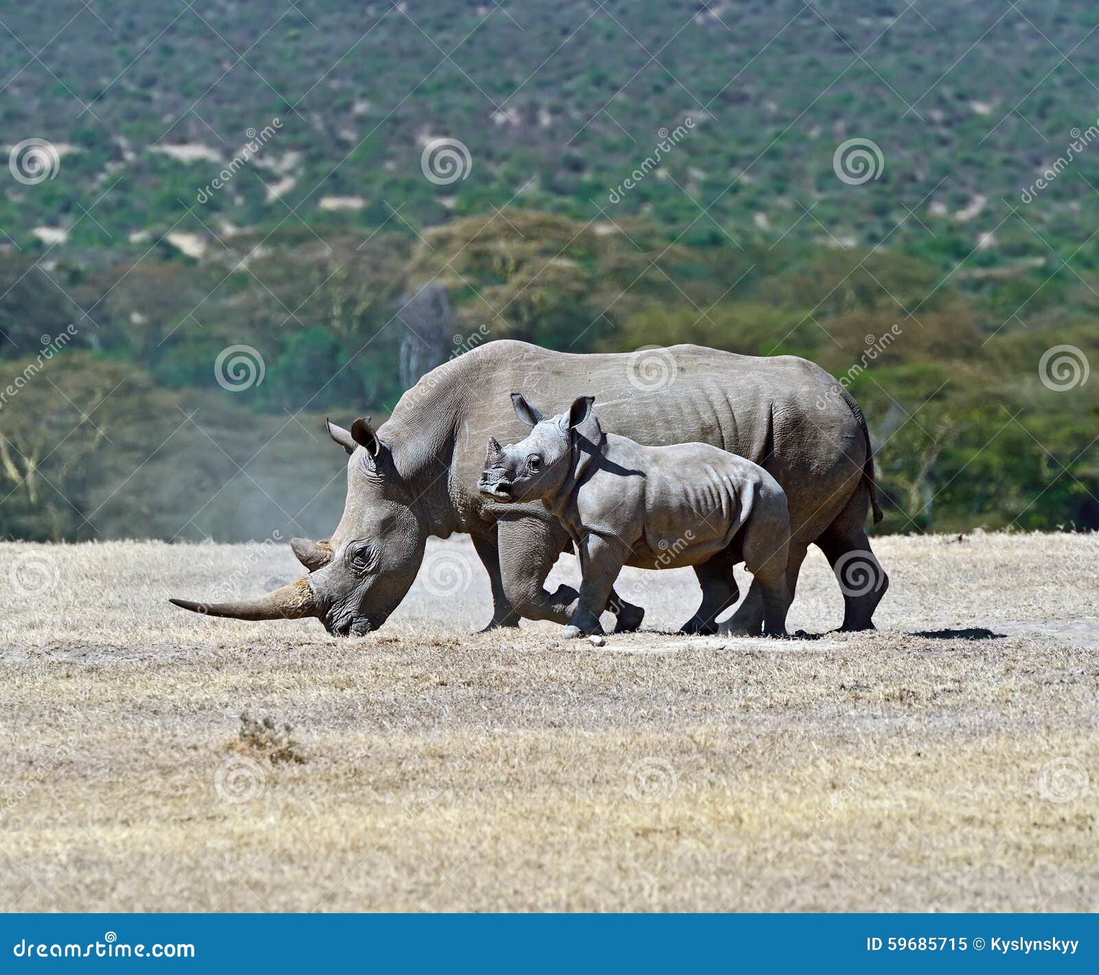 Rhino stock image. Image of portrait, mara, herbivore - 59685715