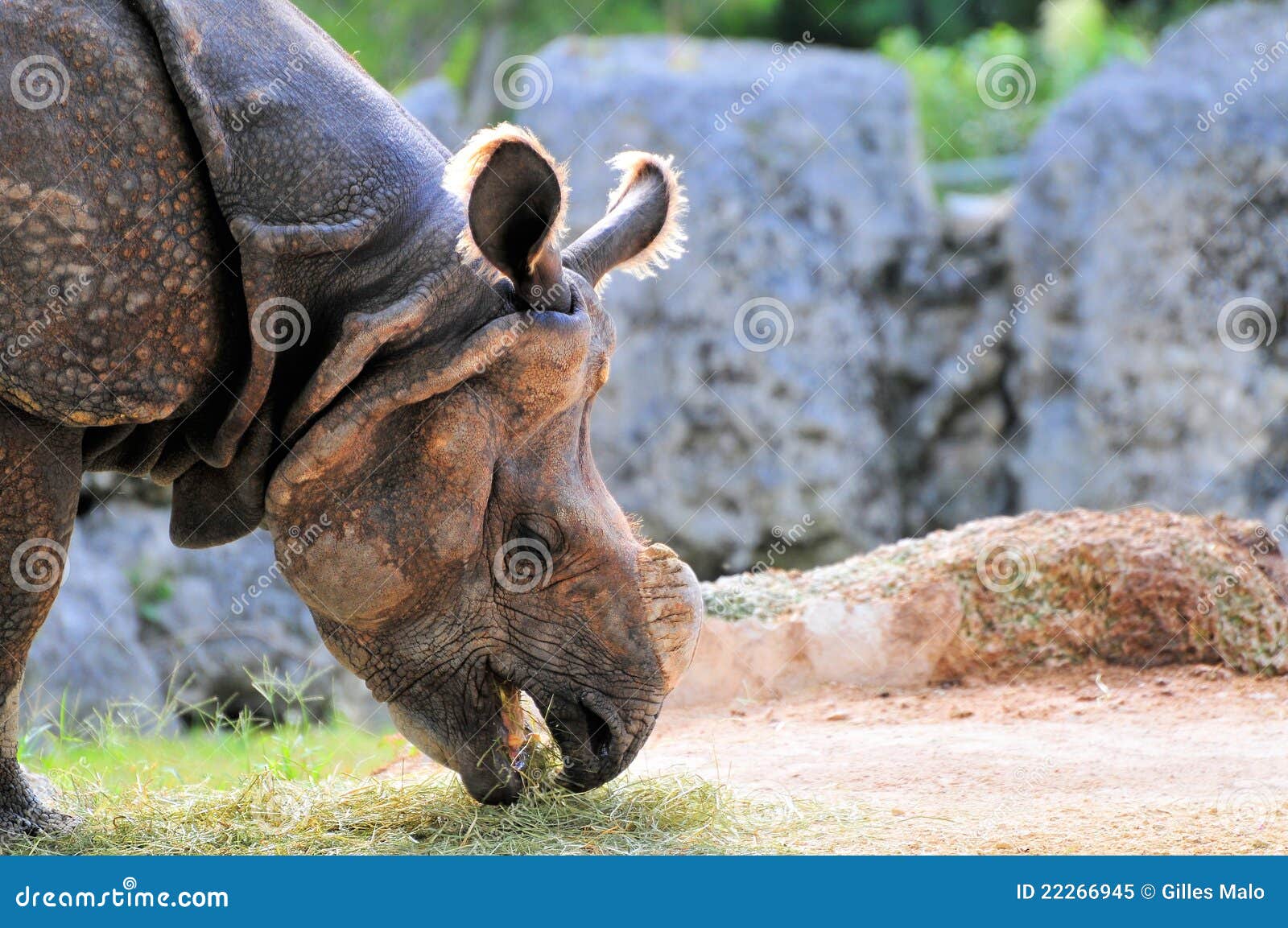 Rhino Eating stock image. Image of nature, boulder, mammals - 22266945
