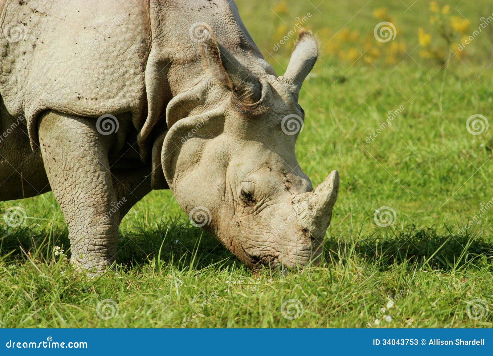 Rhino eating stock image. Image of rhinoceros, grass - 34043753