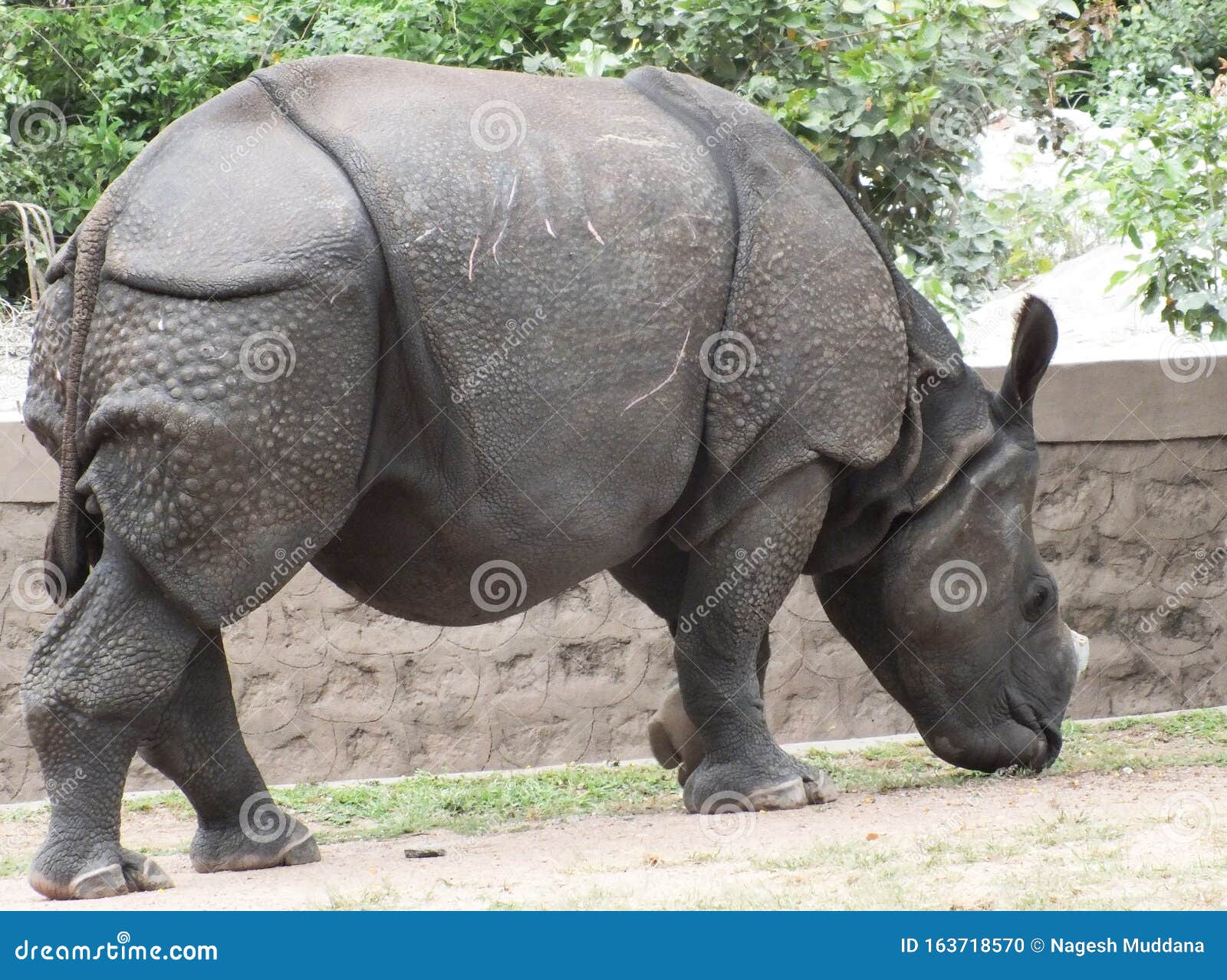 Rhino Eating Grass at Hyderabad Zoo Stock Photo - Image of hyderabad ...