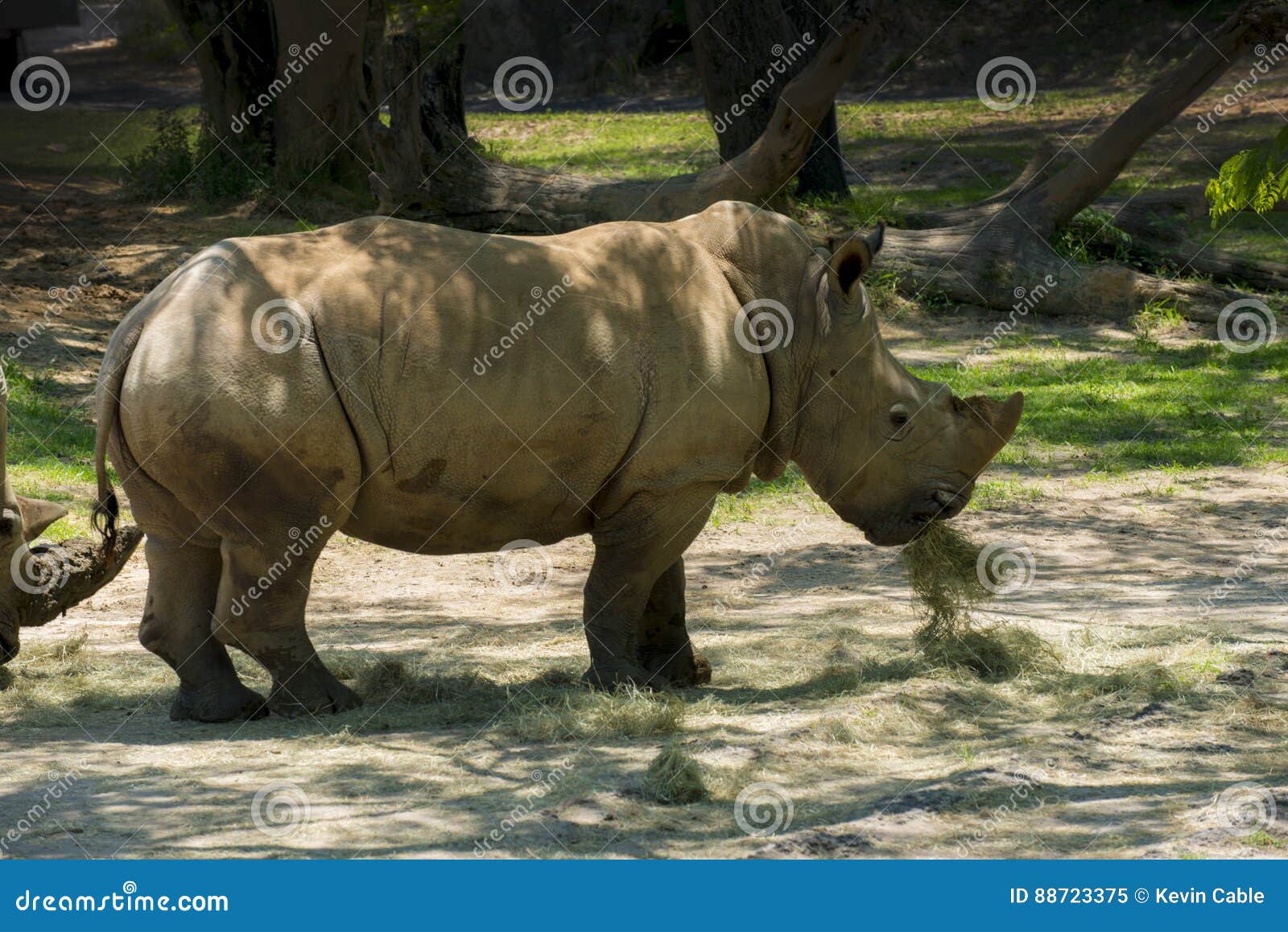 Rhino eating grass stock image. Image of eating, large - 88723375