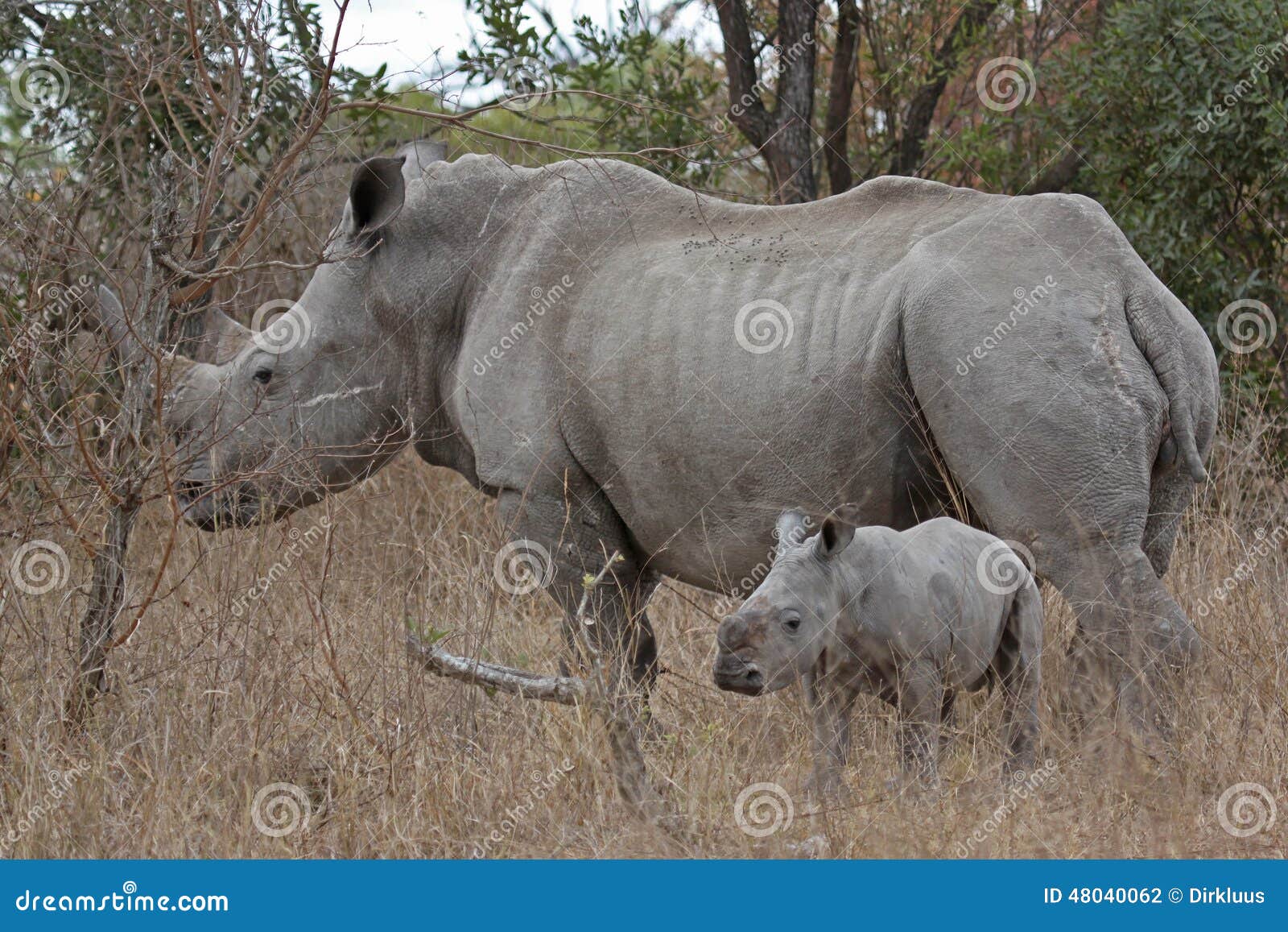 Rhino stock photo. Image of africa, large, hunted, mammal - 48040062