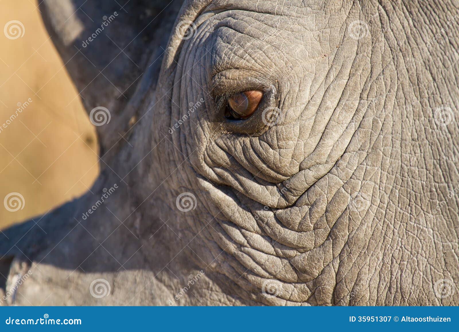 Rhino Eye Close-up Looking Sad in Sunlight Stock Image - Image of close ...