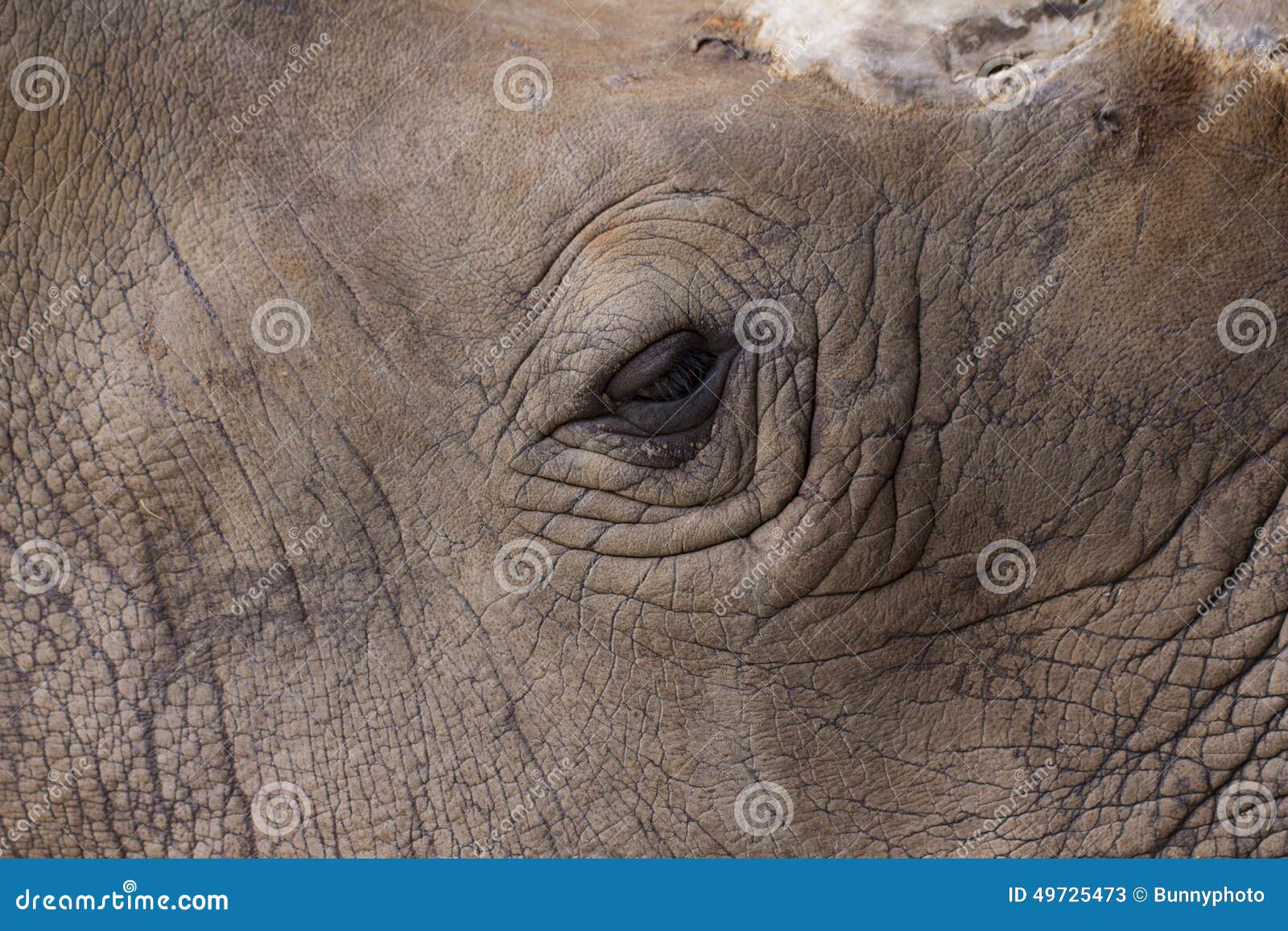 Rhino eye stock image. Image of horn, skin, wildlife - 49725473