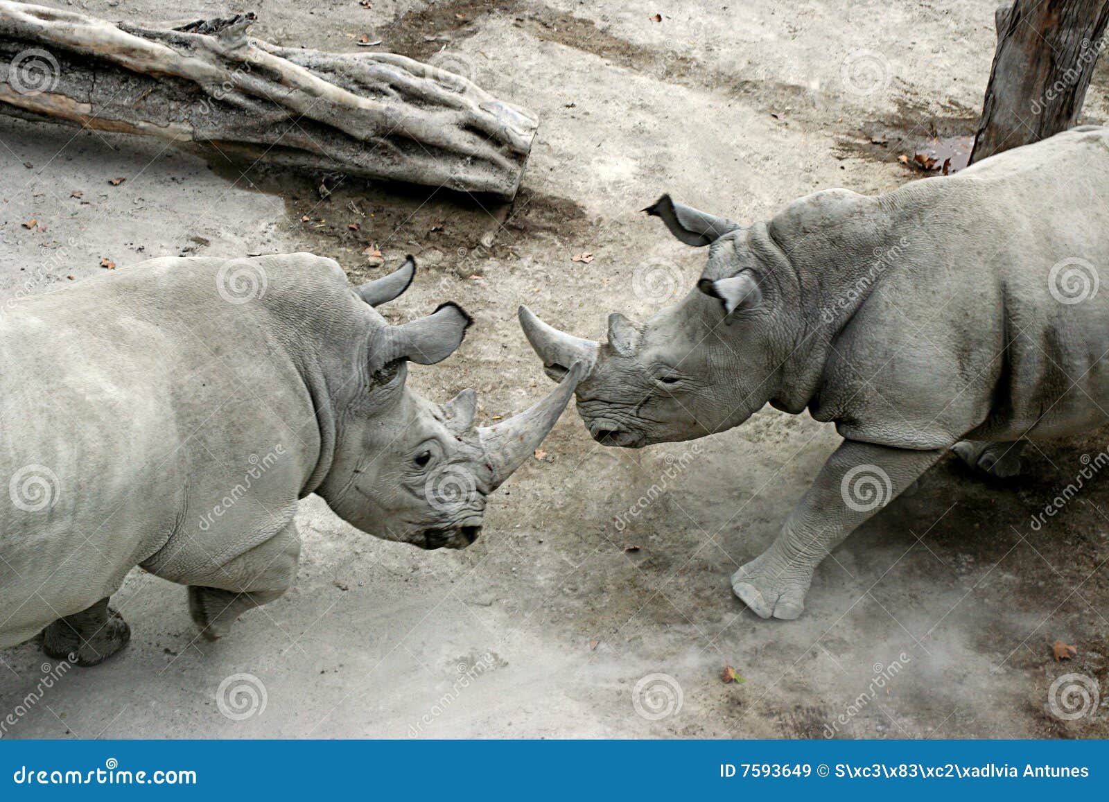 Rhino fighting stock image. Image of animal, rhino, africa - 7593649