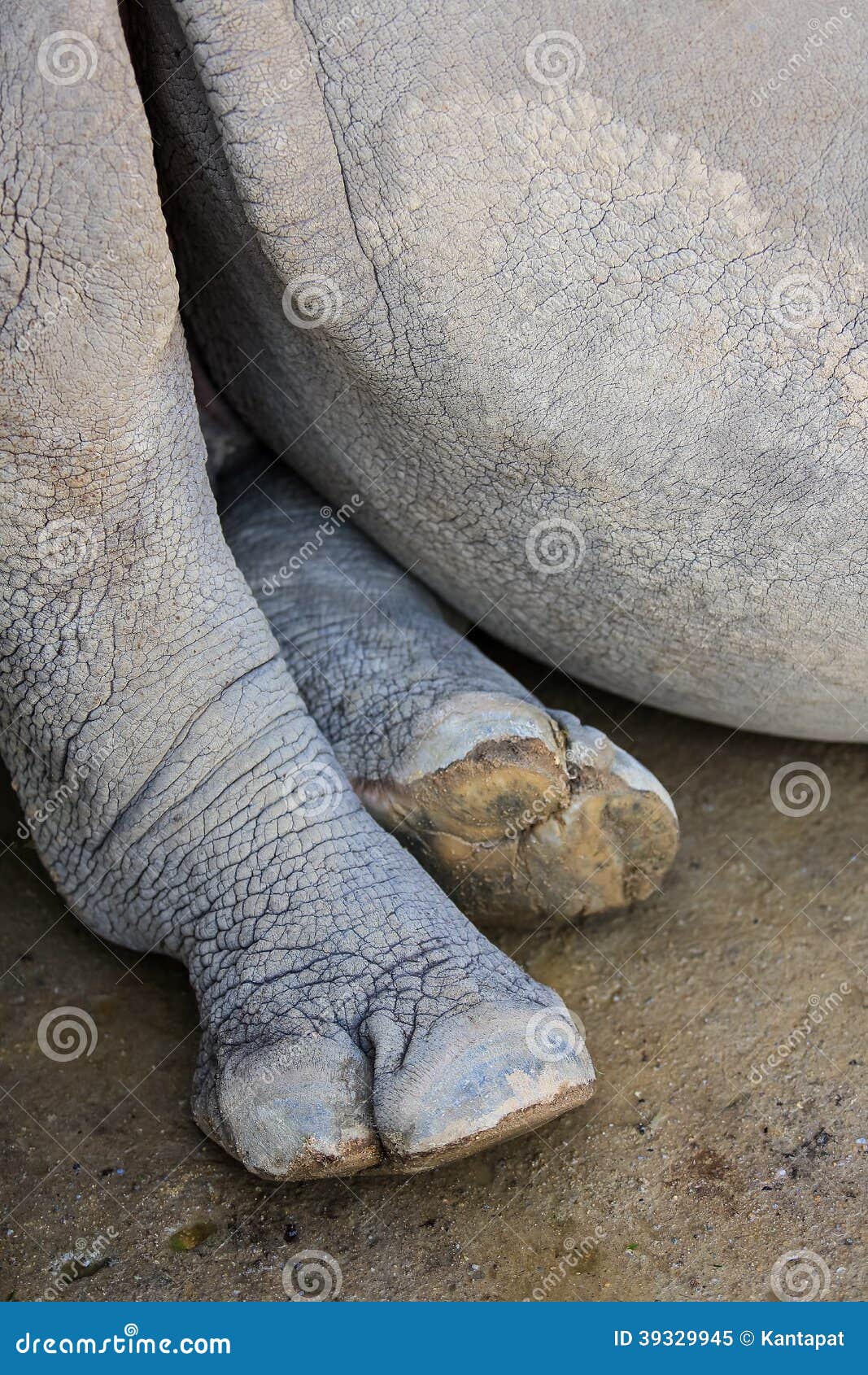 Rhino foot stock image. Image of dirty, rough, weathered - 39329945