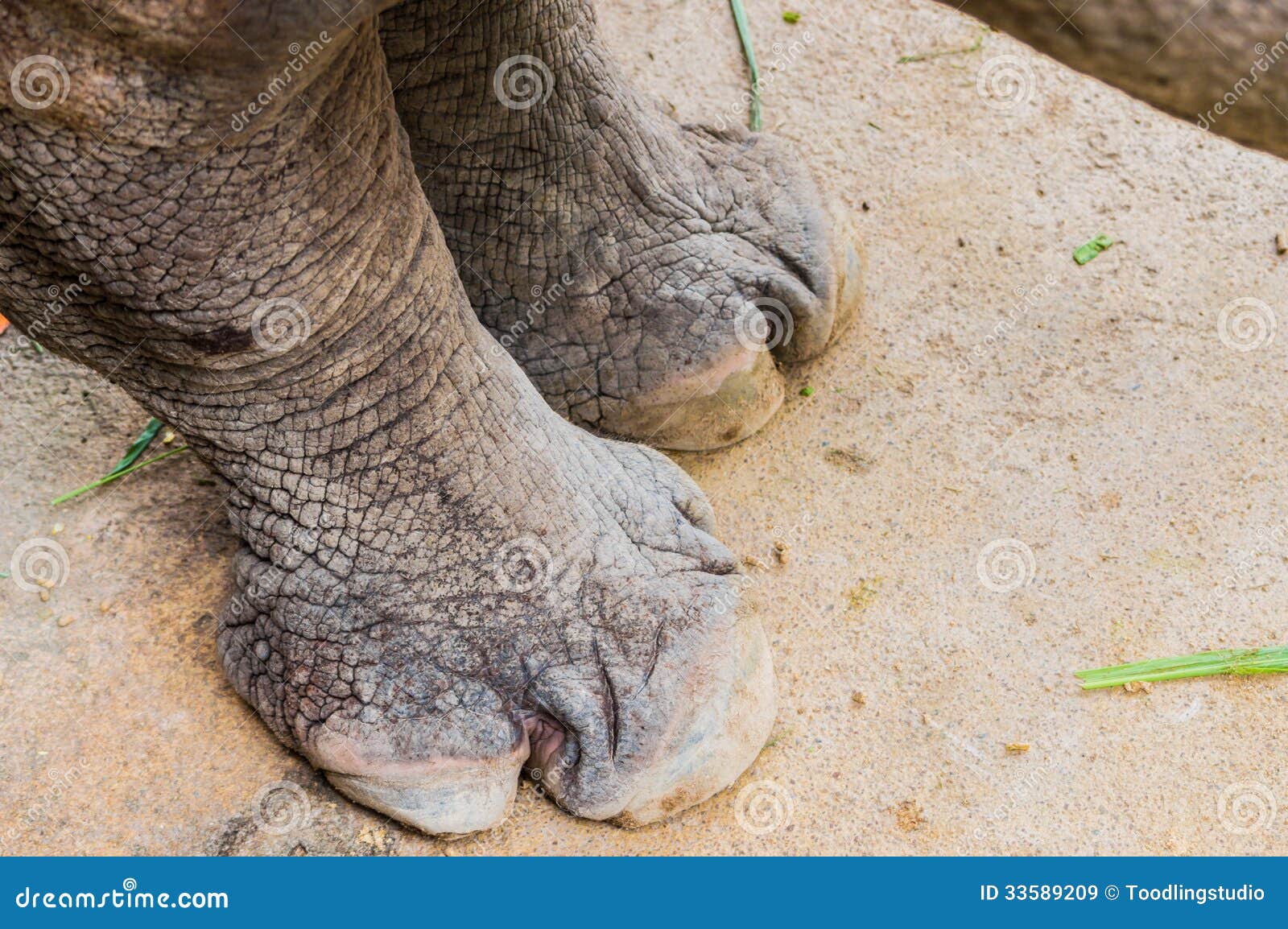 Rhino foot. stock image. Image of area, toes, nature - 33589209