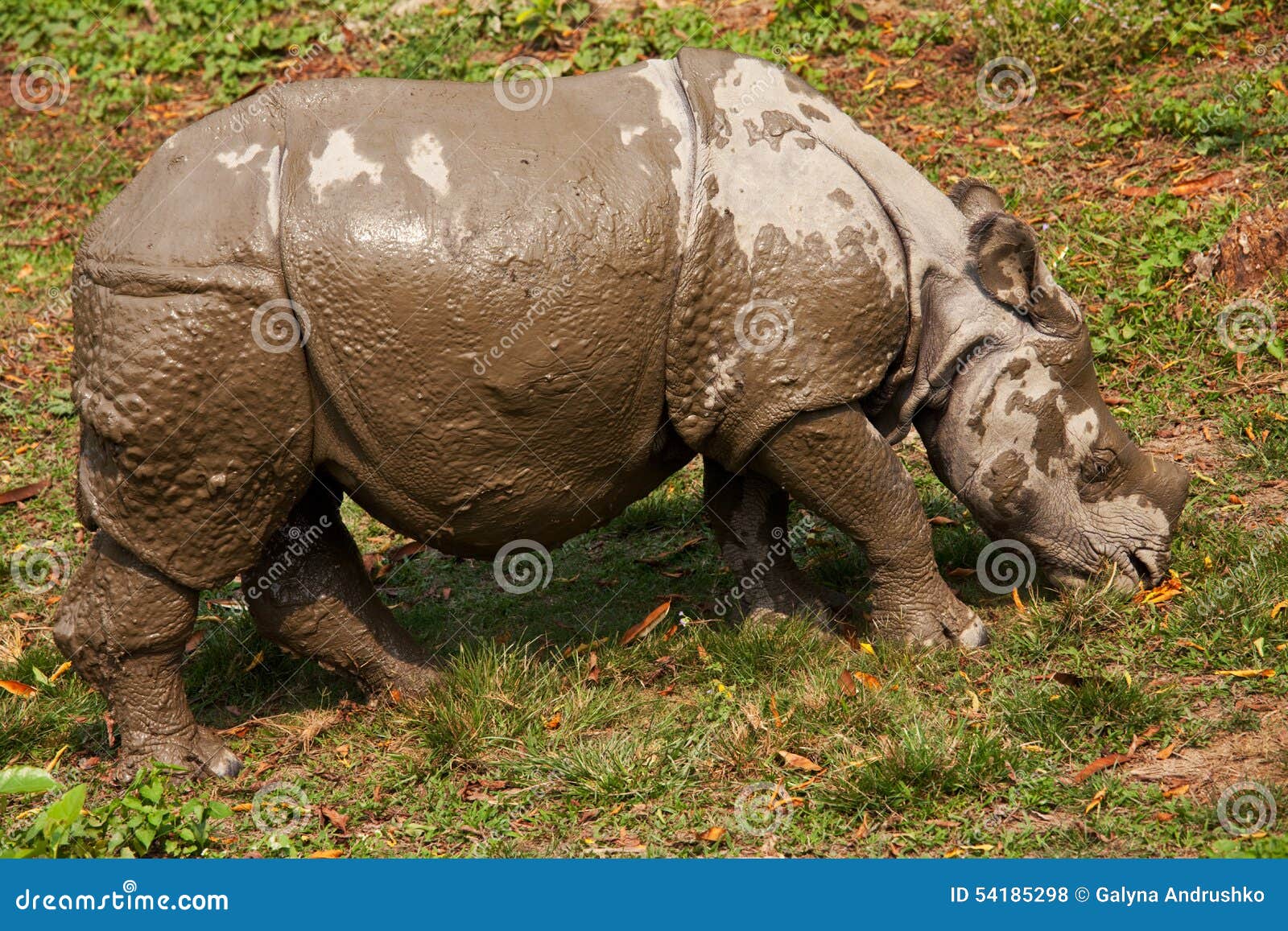 Rhino stock photo. Image of fauna, africa, rhinoceros - 54185298
