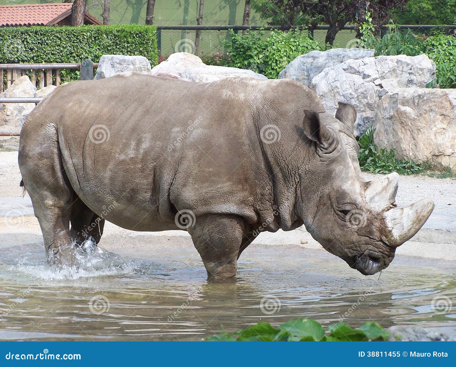 Rhino stock image. Image of wild, bear, rabbit, rhino - 38811455