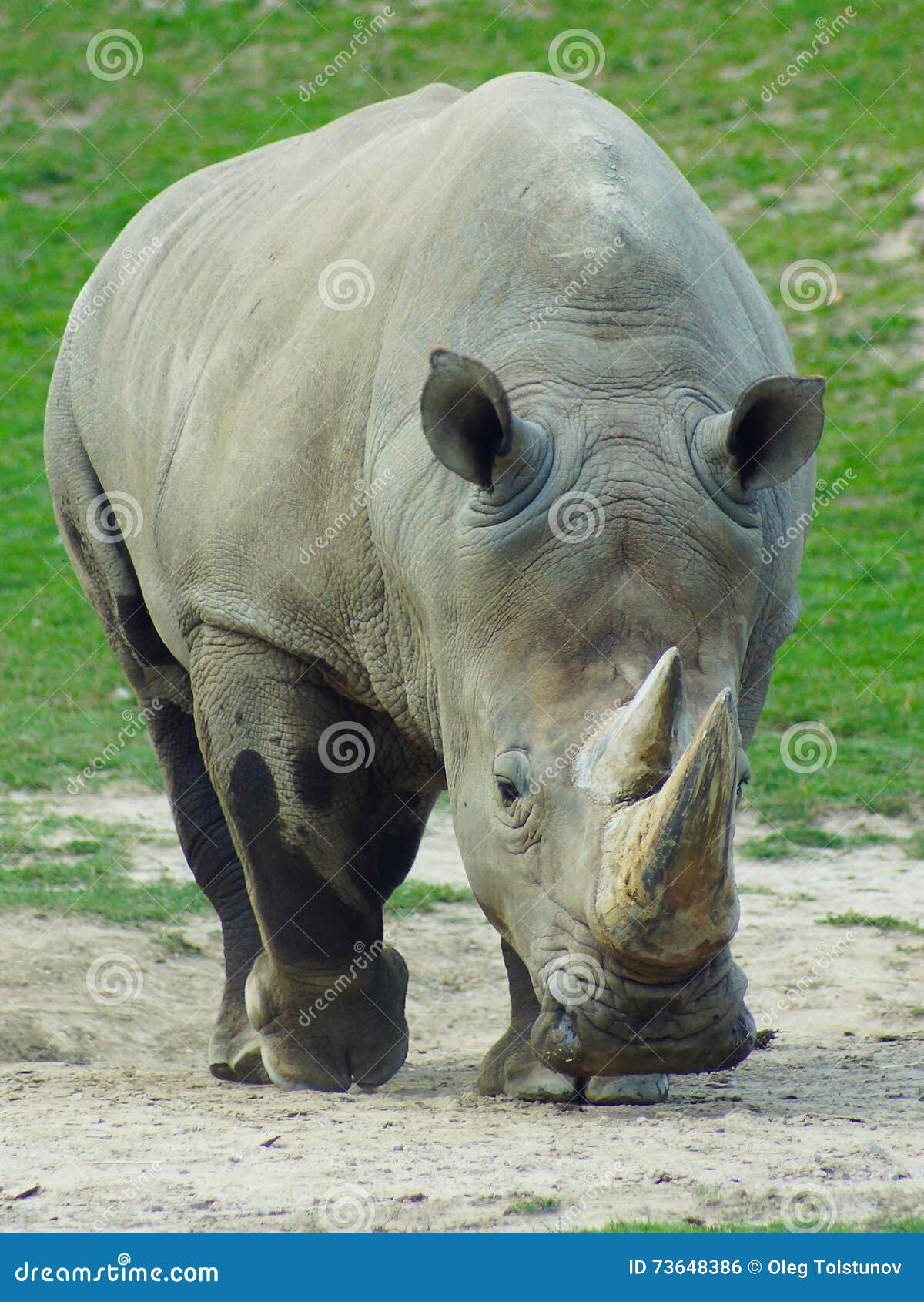 Rhino, grass stock photo. Image of walking, endangered - 73648386