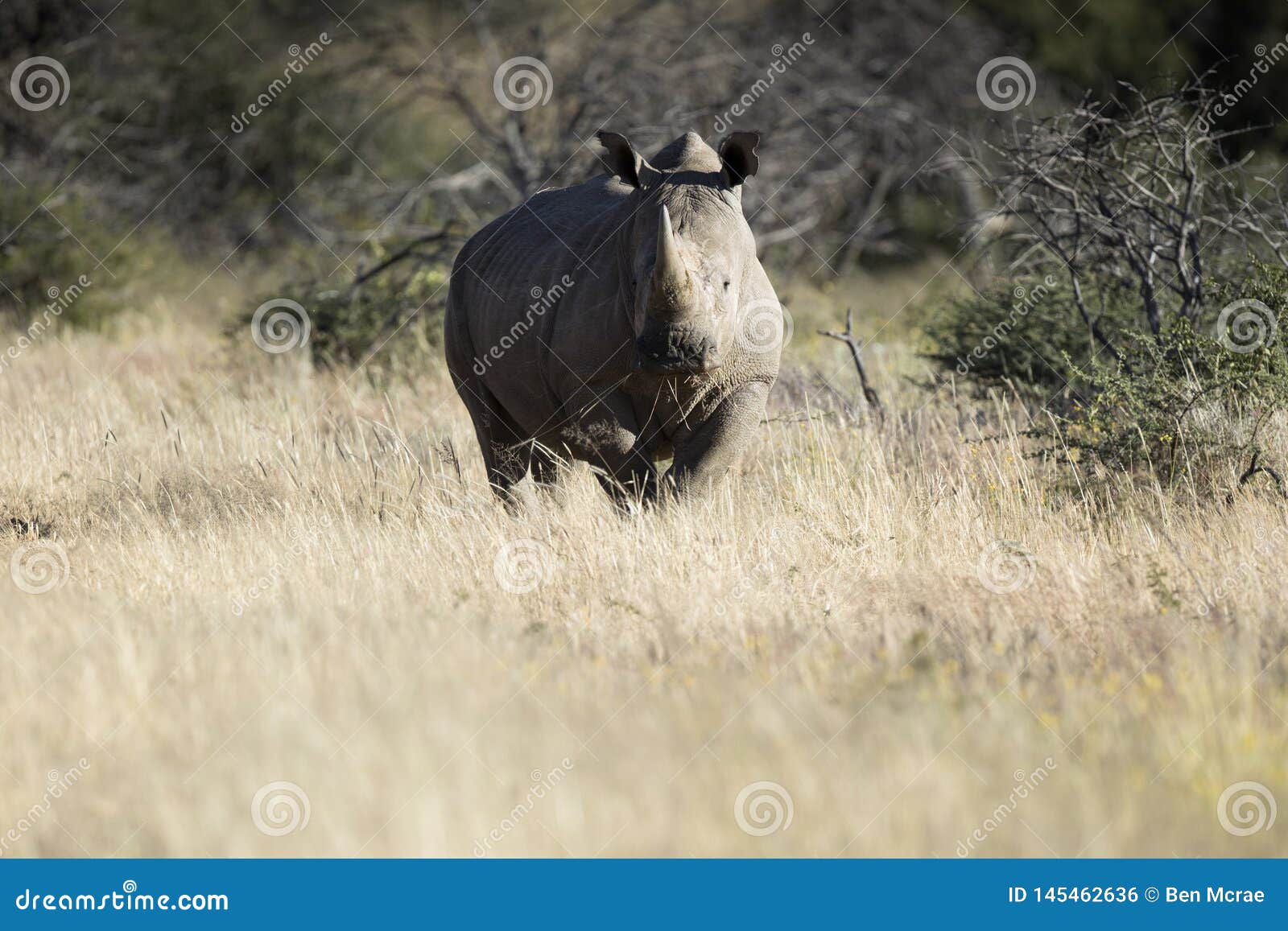 Rhino in Grass Looking at Camera. Stock Photo - Image of alone, alive ...