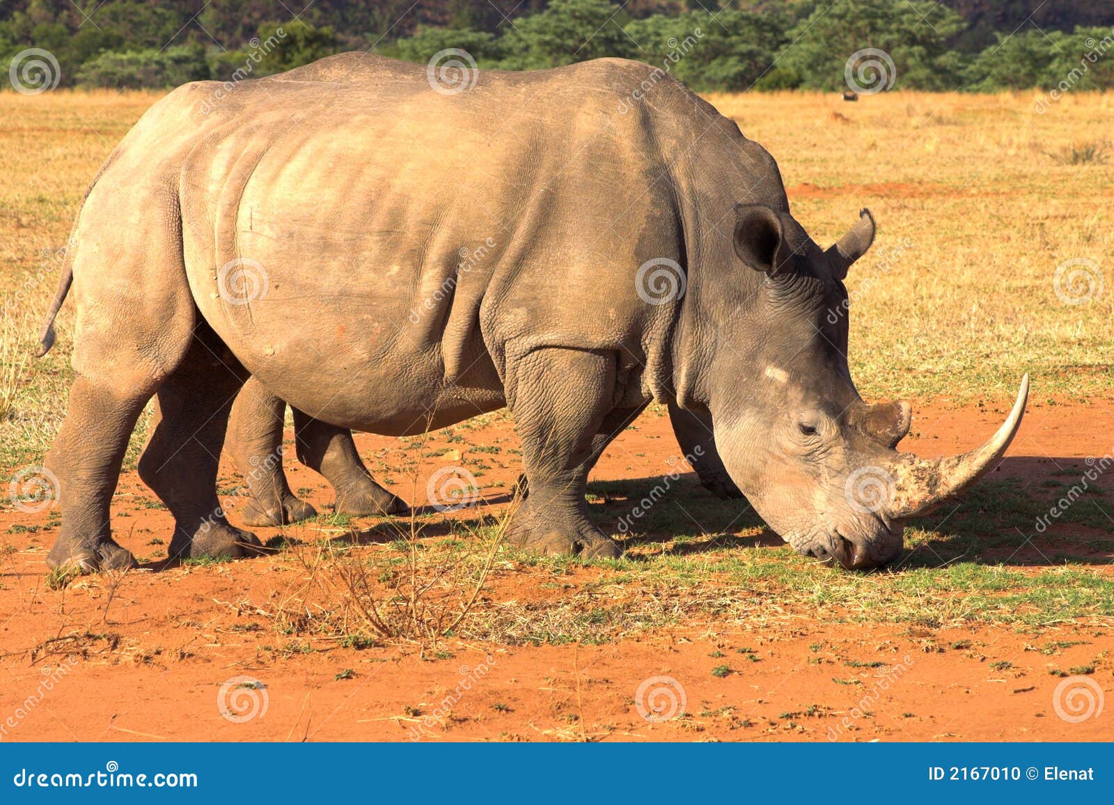 Rhino Grazing in Dry Field. Stock Photo - Image of rhinoceros, africa ...