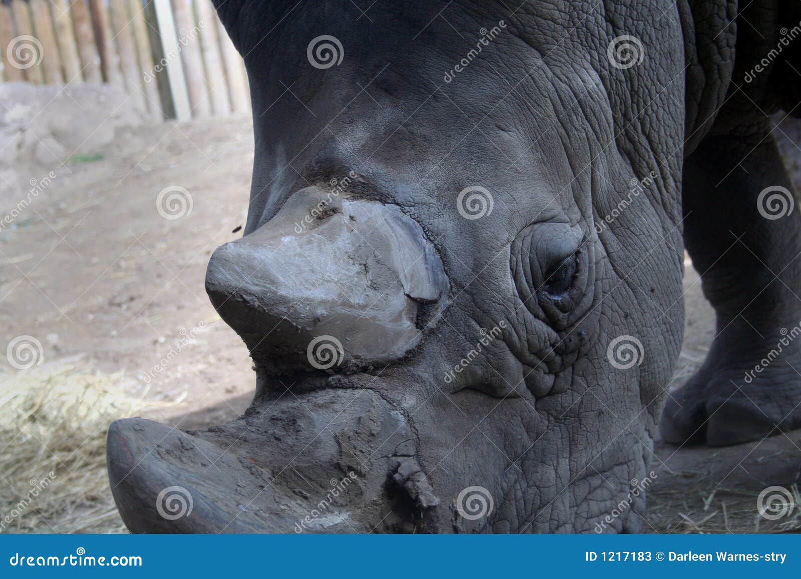 163 Rino Head Stock Photos - Free & Royalty-Free Stock Photos from ...